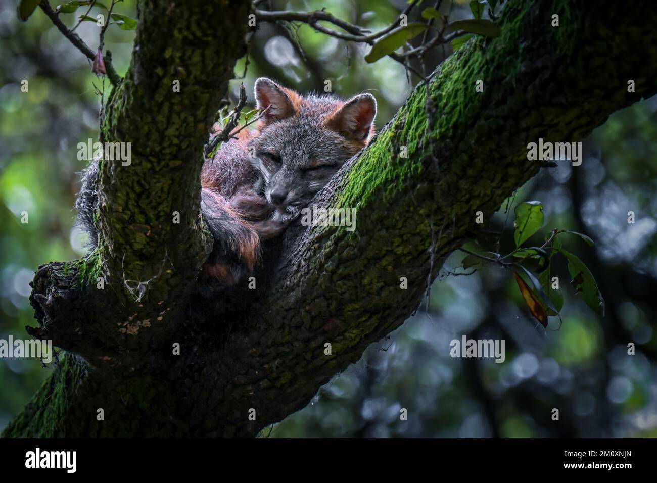 Red fox on a mossy tree hi-res stock photography and images - Alamy