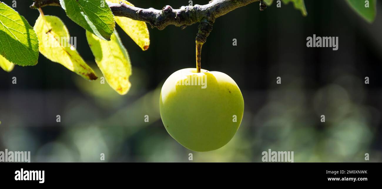 Greengage tree hi-res stock photography and images - Alamy