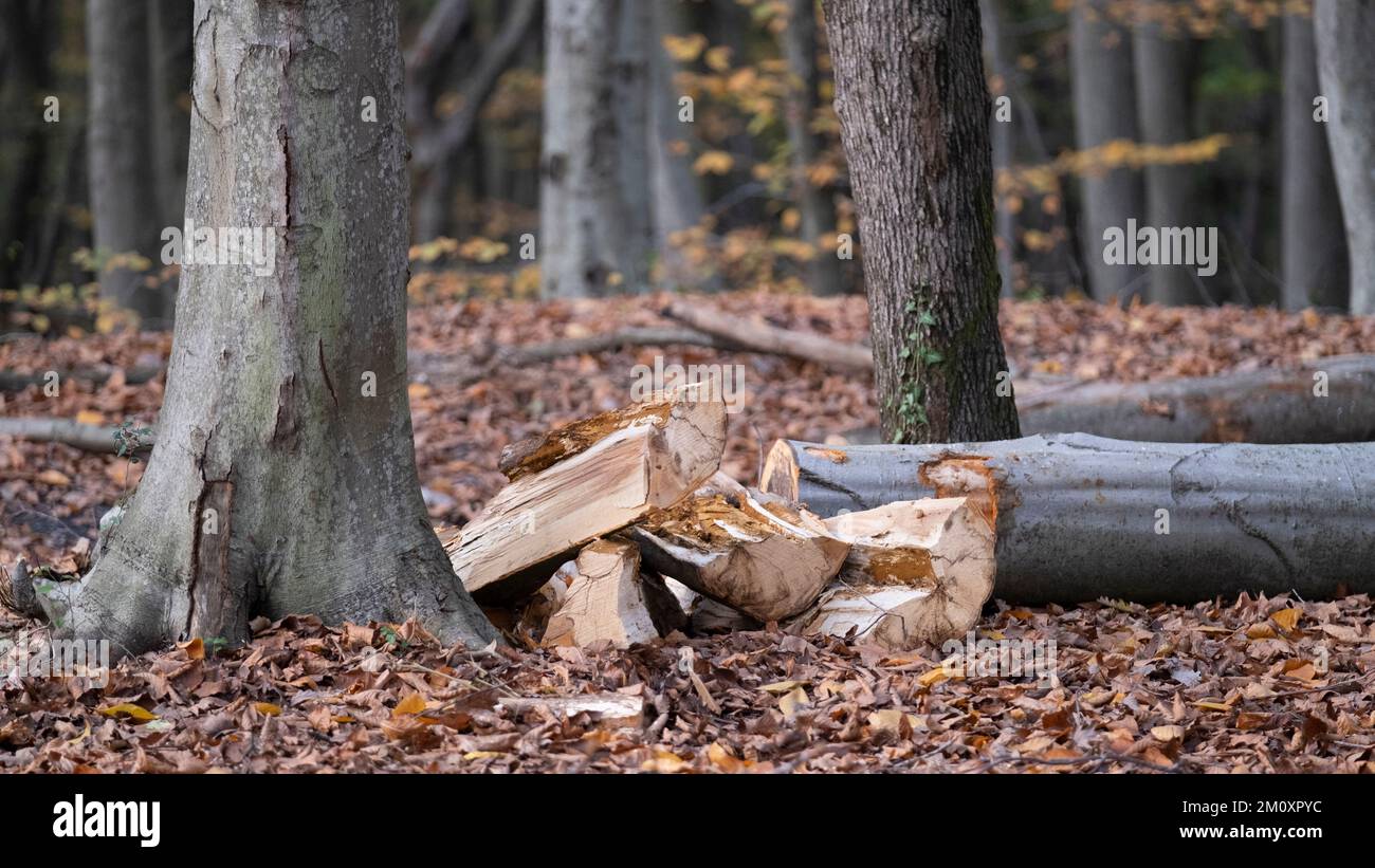 Cut trees, Preparations for winter in the forest, stumps lined up in ...