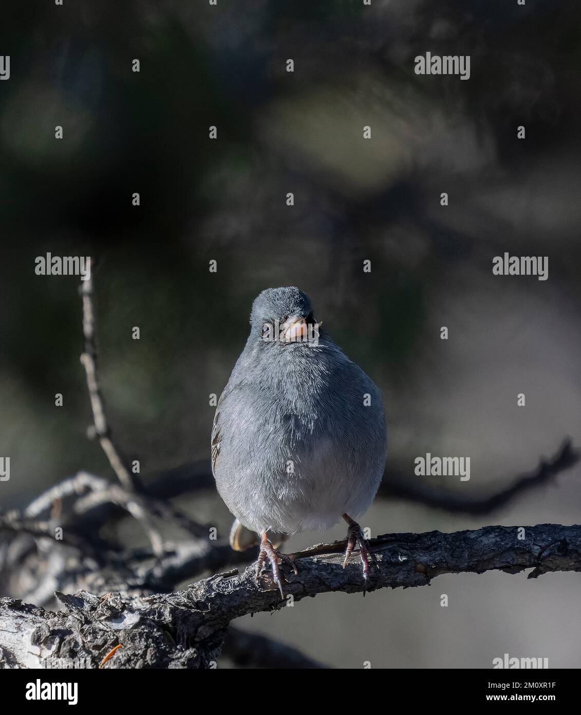 Tiny dark-eyed junco braves the Colorado winter in the Pike National ...