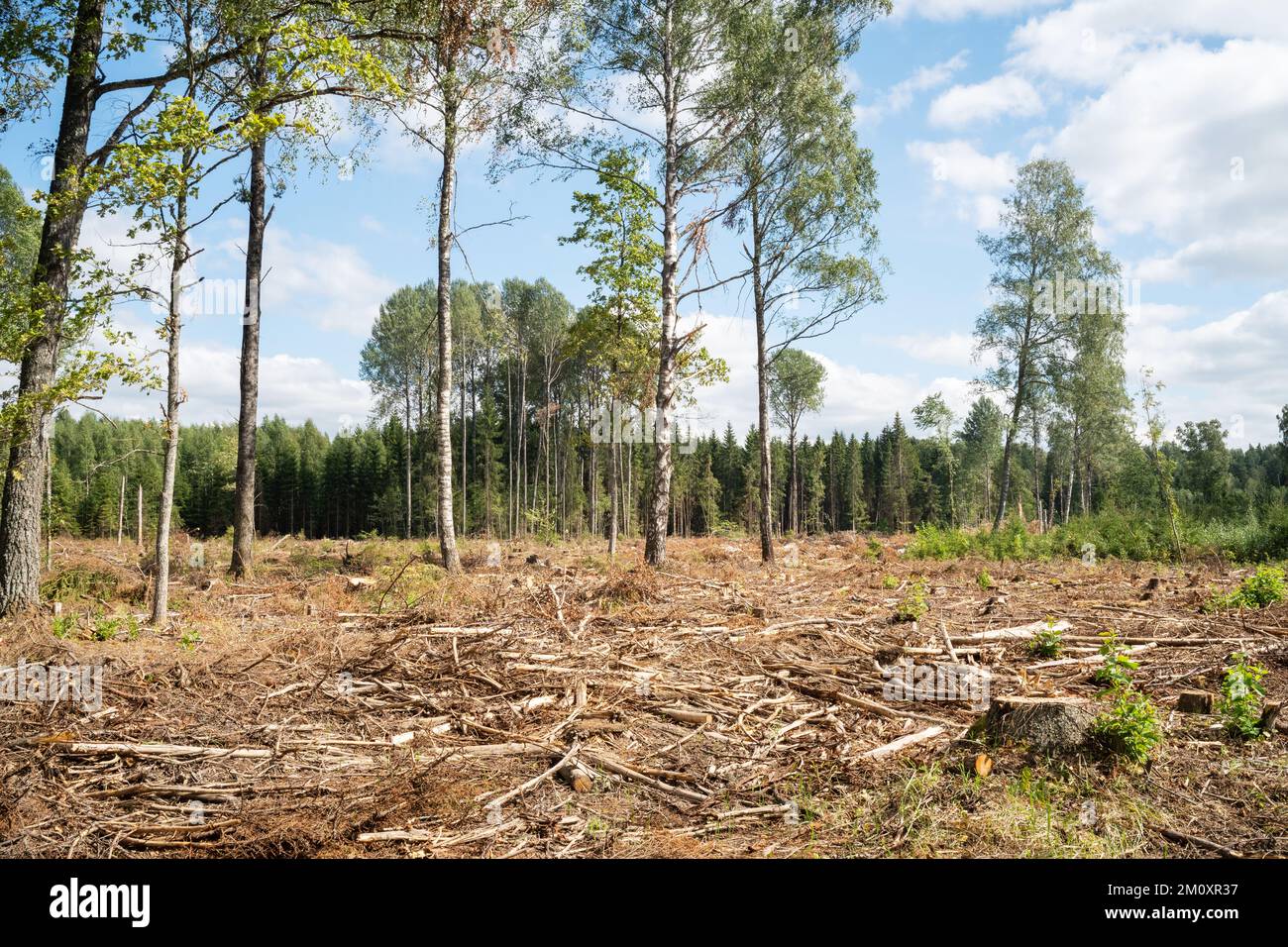 A fresh clear-cut area with some standing trees left in summery Latvia ...