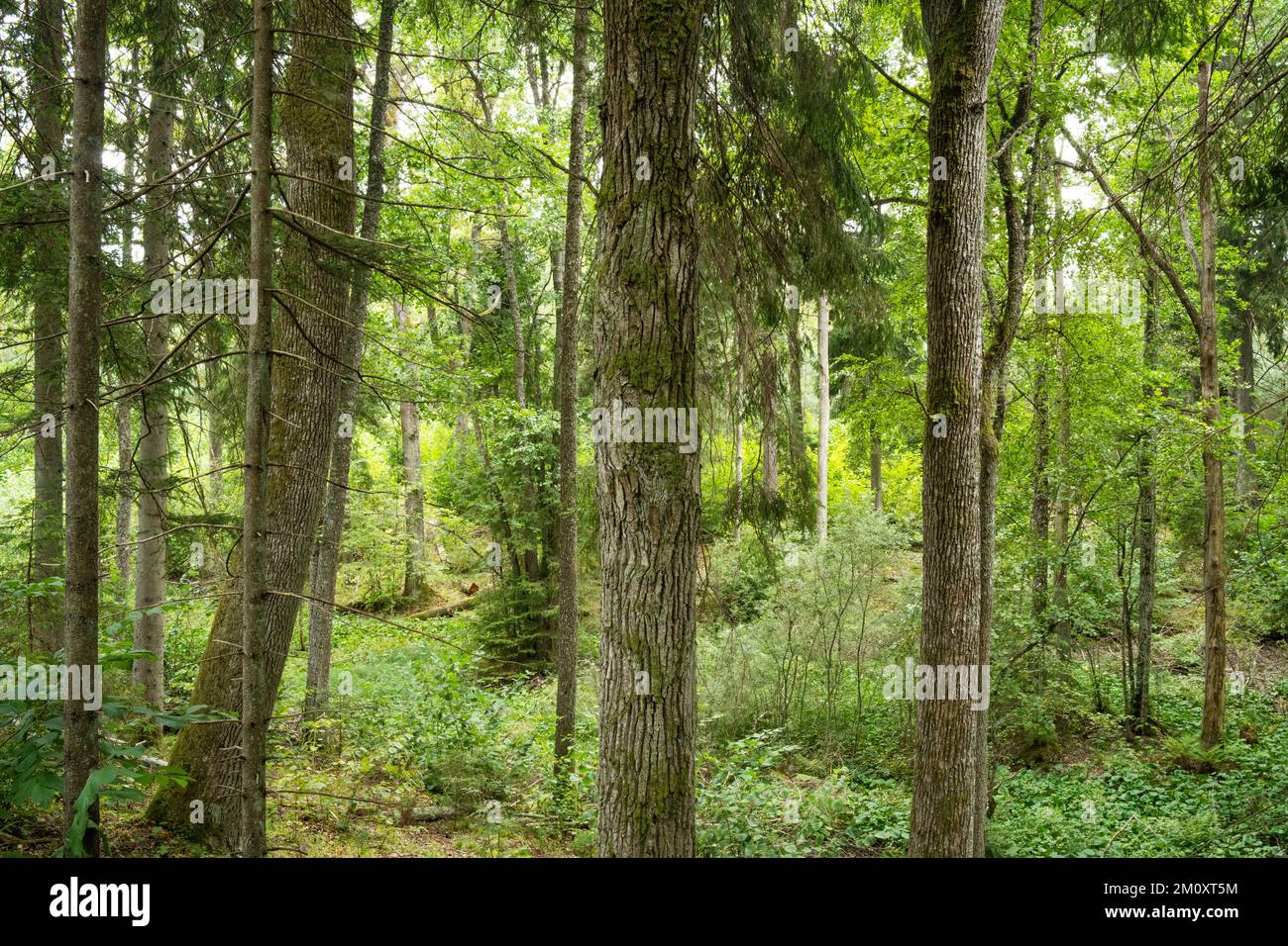 Hardwood trees hi-res stock photography and images - Alamy