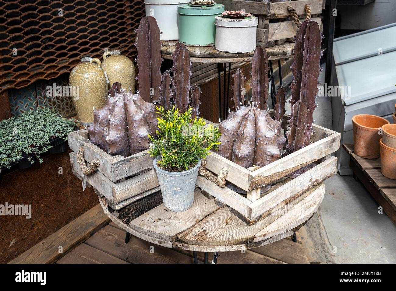 Juniper in a ceramic pot, iron cacti of various shapes for home ...