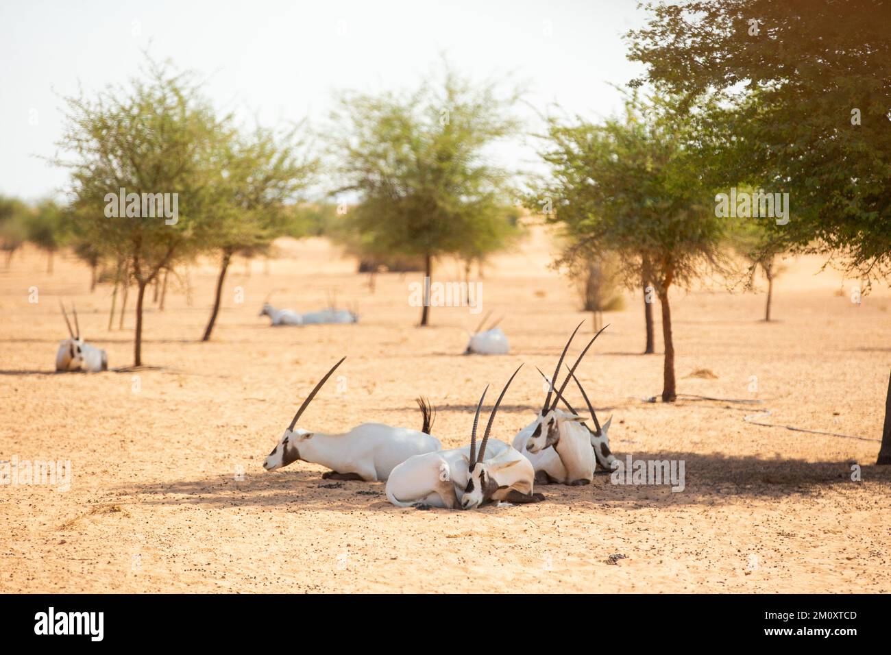 Animals inside the Dubai Desert Conservation Reserve Stock Photo - Alamy