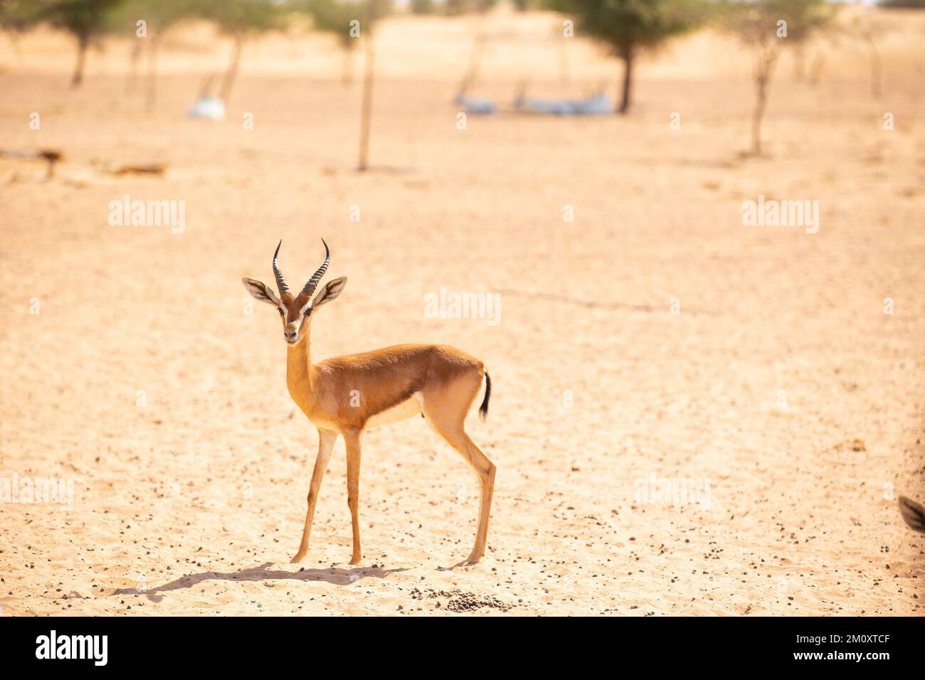Animals inside the Dubai Desert Conservation Reserve Stock Photo - Alamy