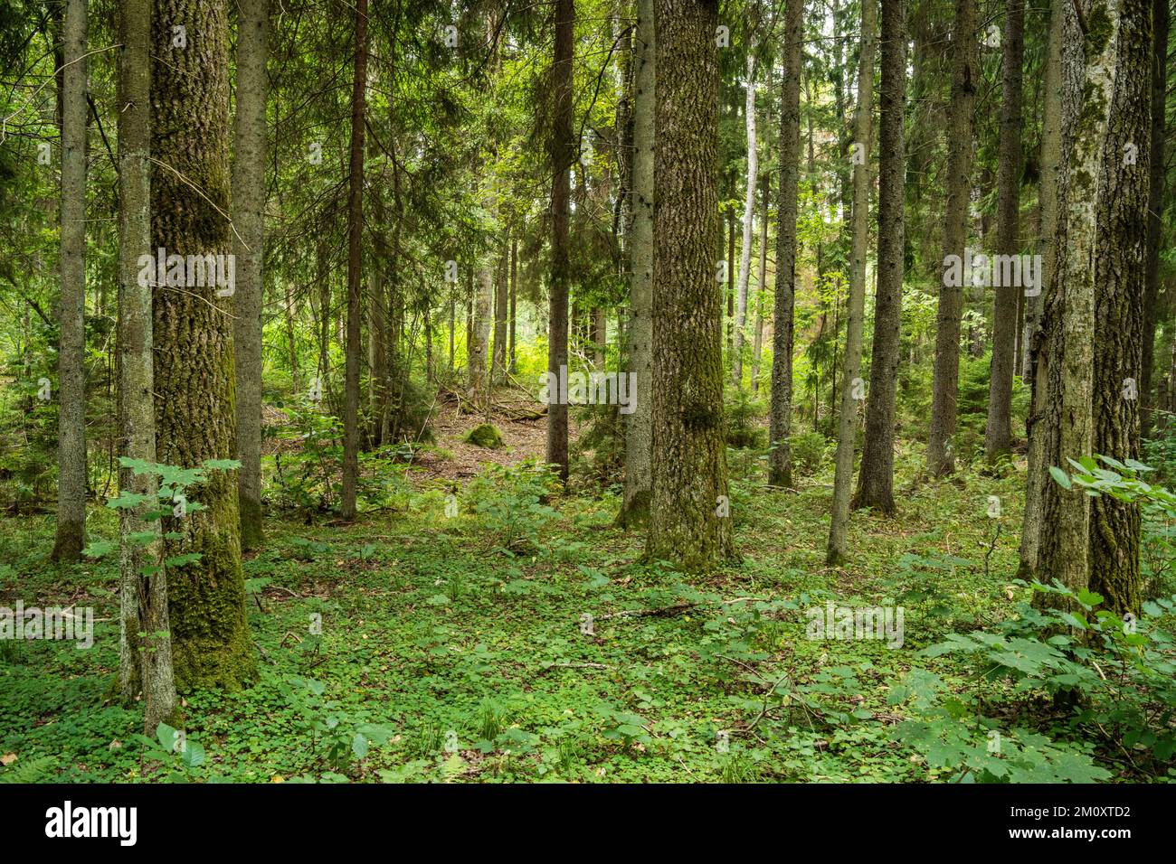 Hardwood trees hi-res stock photography and images - Alamy