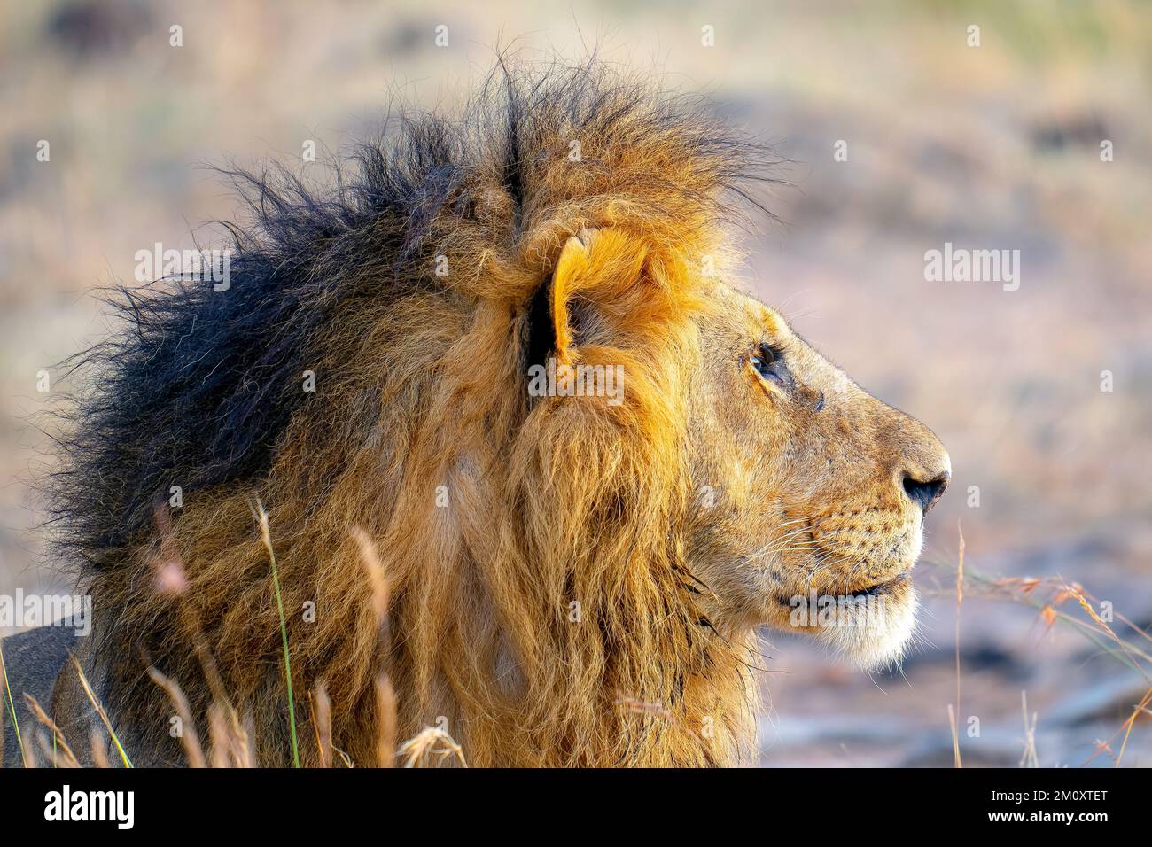 A closeup shot of a side profile of a lion in the field in the daylight ...