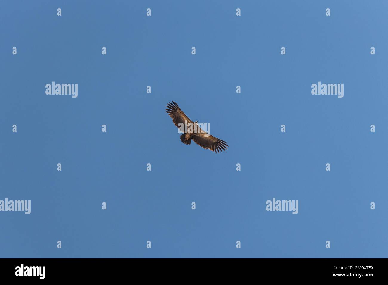 A low angle shot of a vulture with open wings soaring in blue sky Stock ...