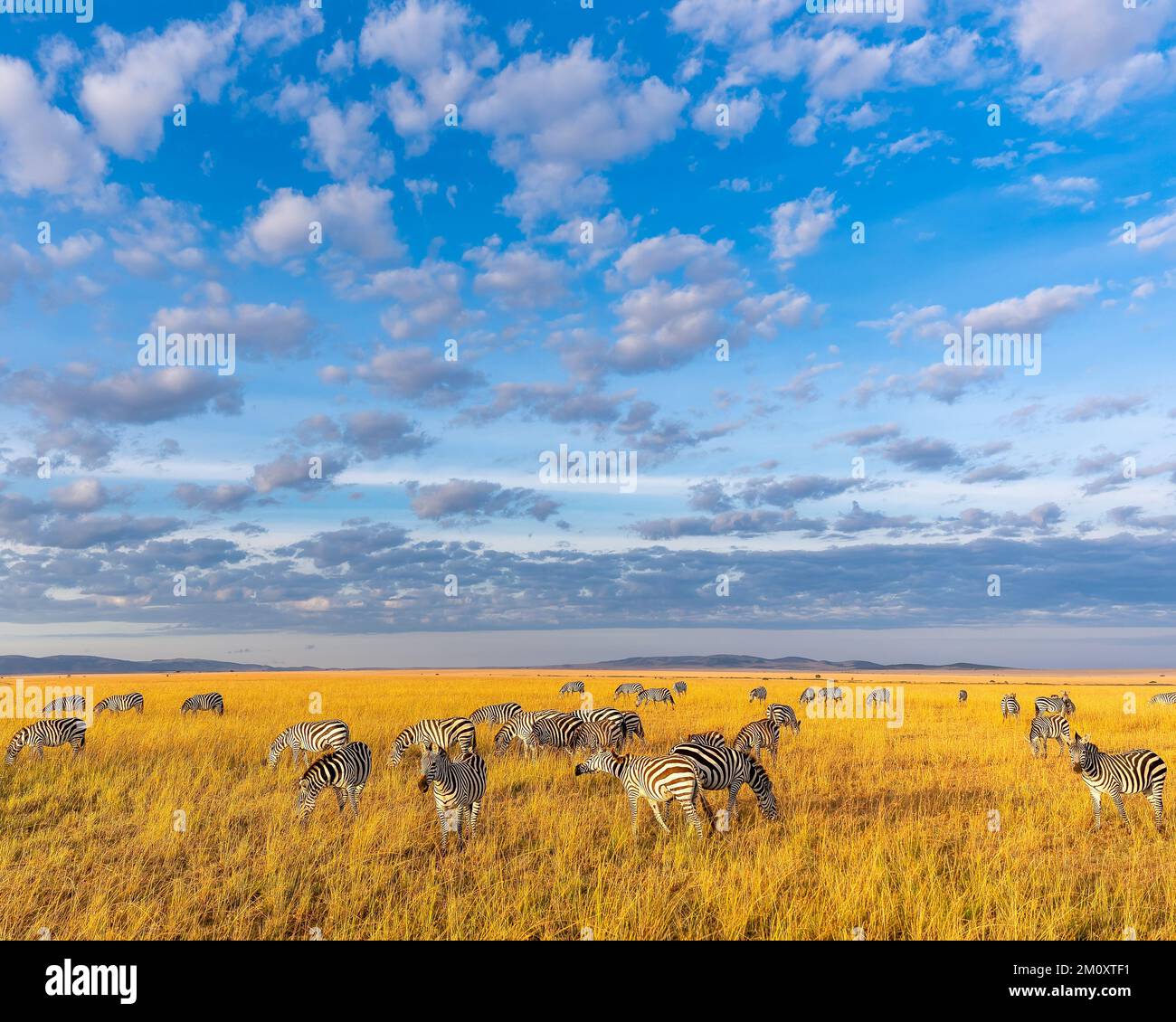 A closeup shot of a herd of zebras eating grass in the golden field ...