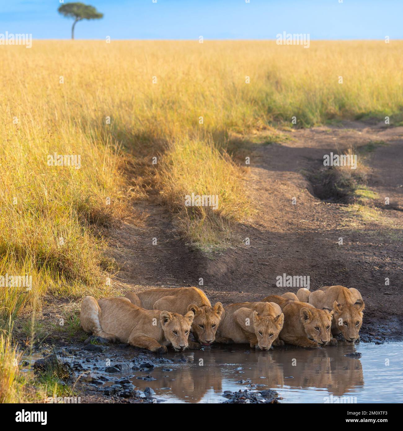 A closeup shot of a pride of female lions drinking water from the small ...