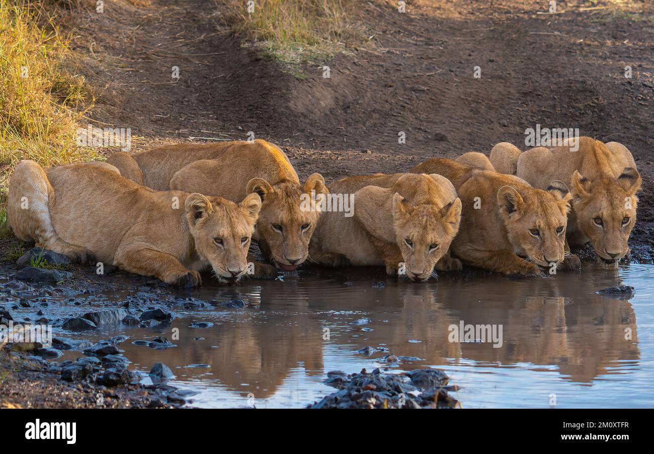 A closeup shot of a pride of female lions drinking water from the small ...