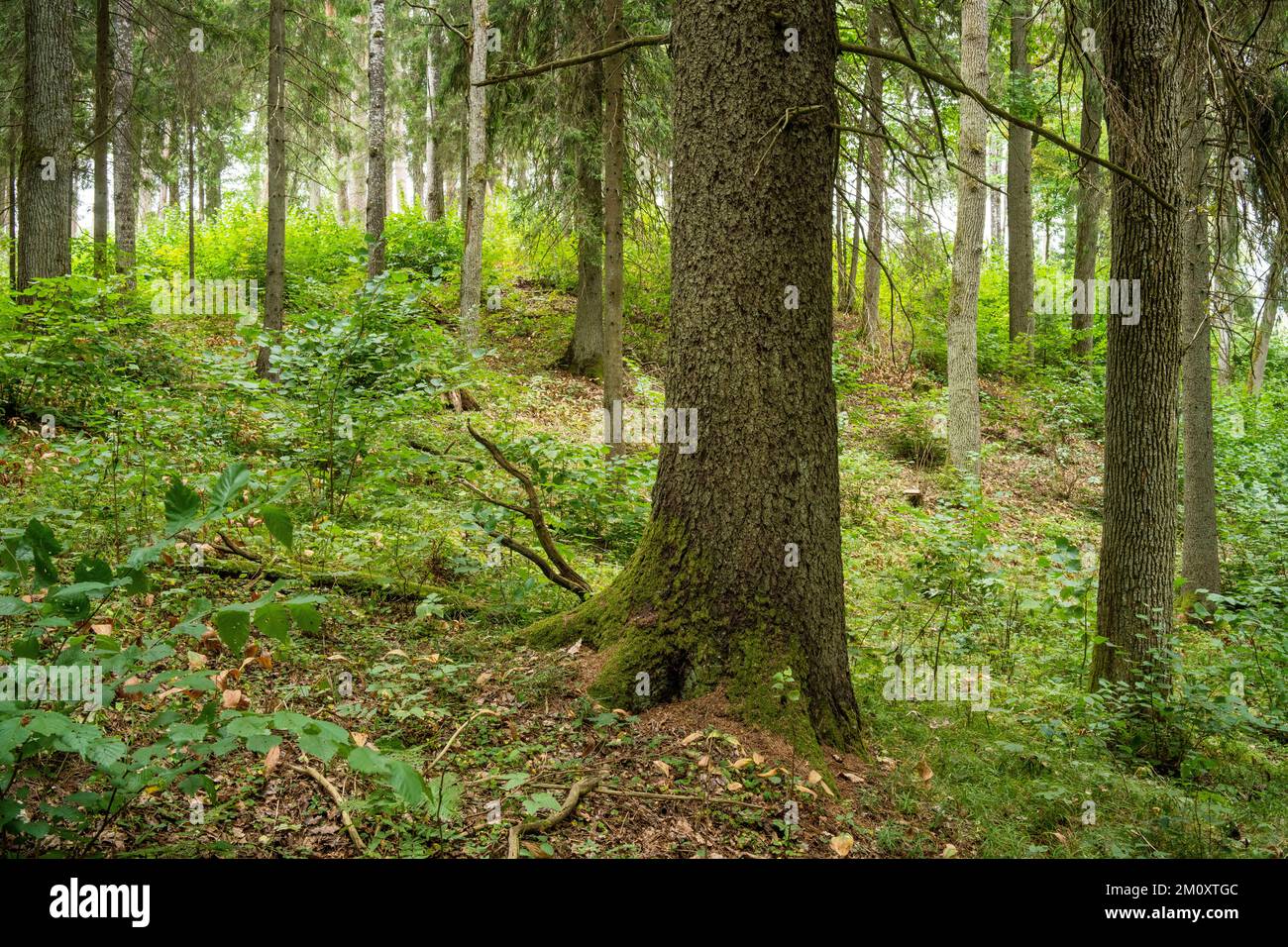 A managed mixed boreal forest with large hardwood trees in summery ...