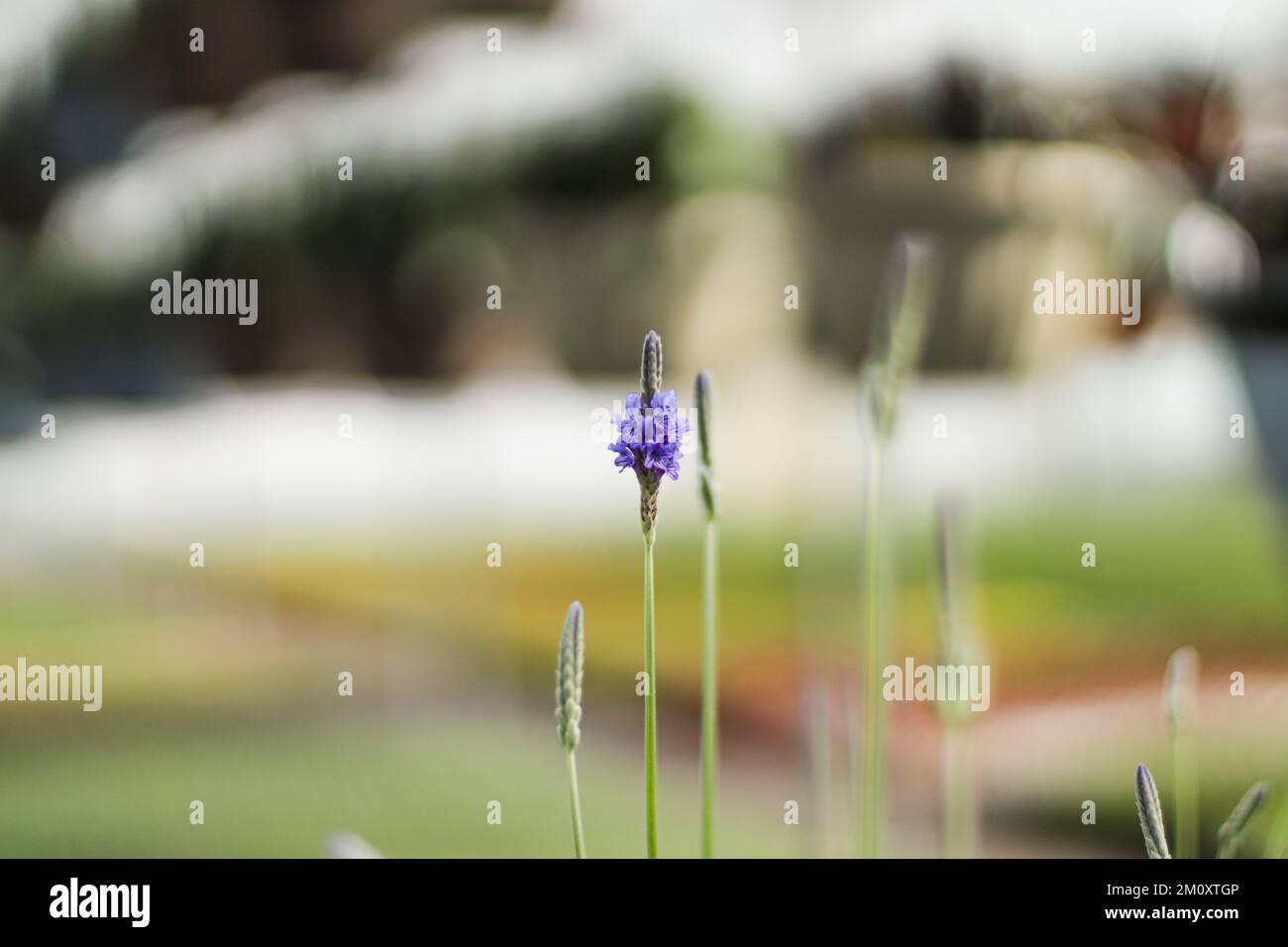 Lavender blue bloom hi-res stock photography and images - Alamy