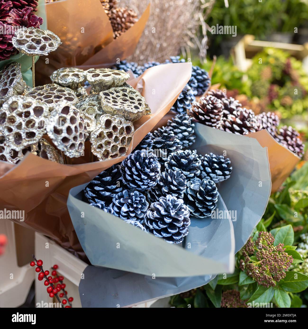 Dried flower cones hi-res stock photography and images - Alamy