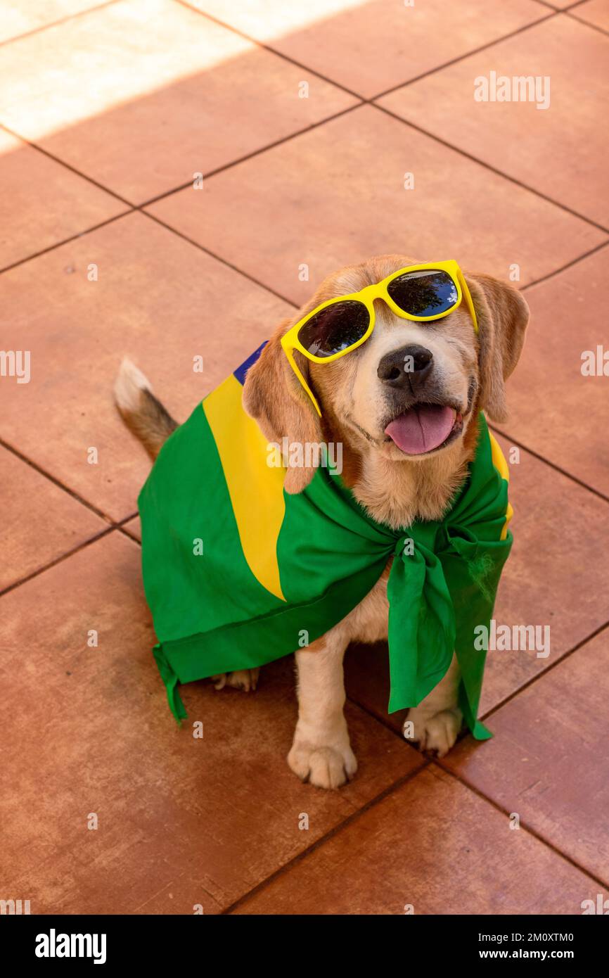 Dog With Brazil Flag at Garden. Cute Beagle With Yellow Glasses and ...