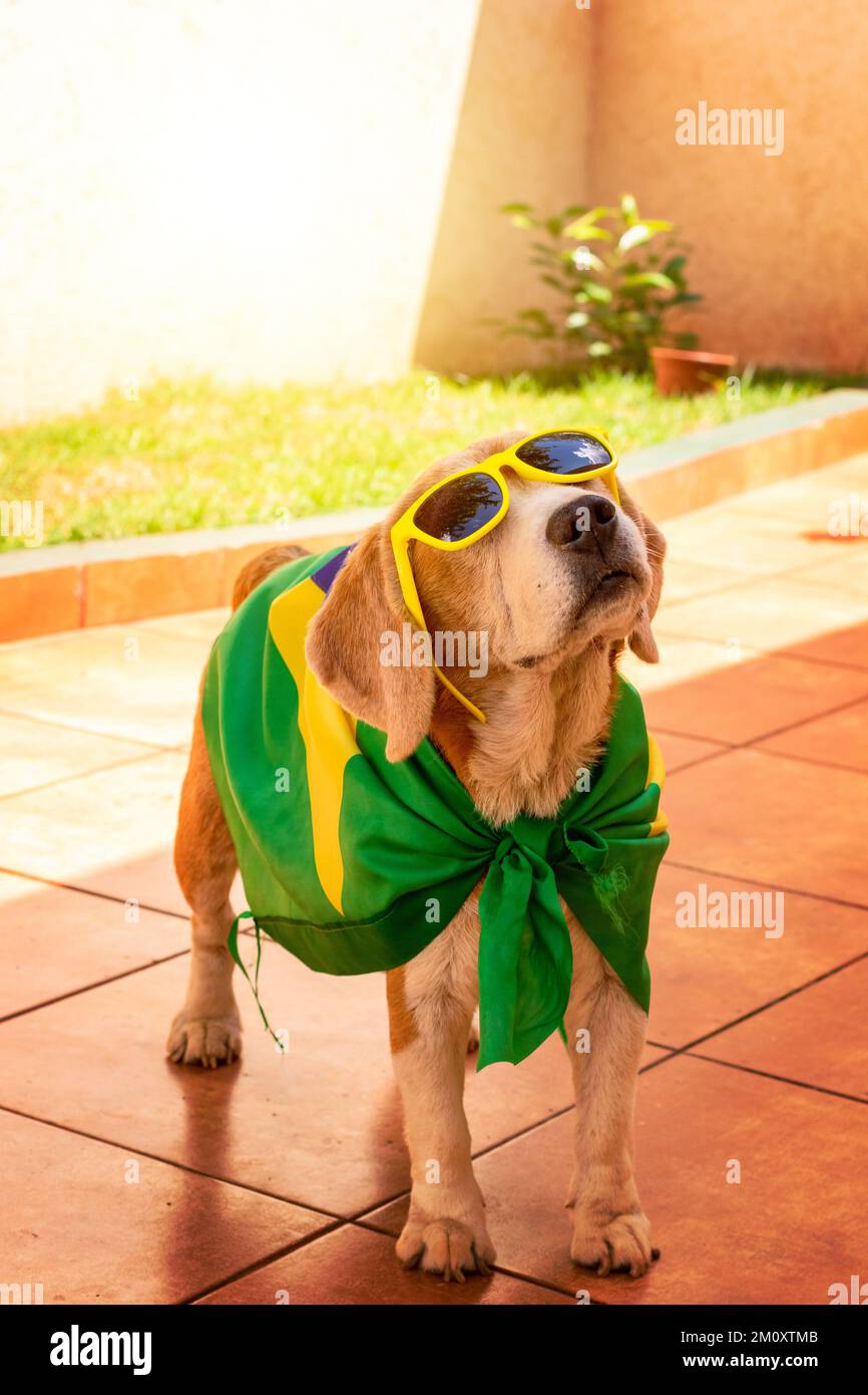 Dog With Brazil Flag at Garden. Cute Beagle With Yellow Glasses and ...