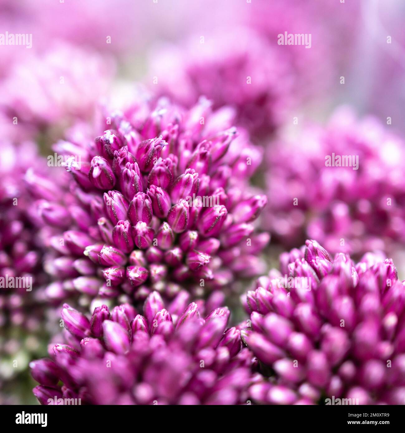 Purple color ornamental onion bouquet (Allium bulgaricum) Square frame ...