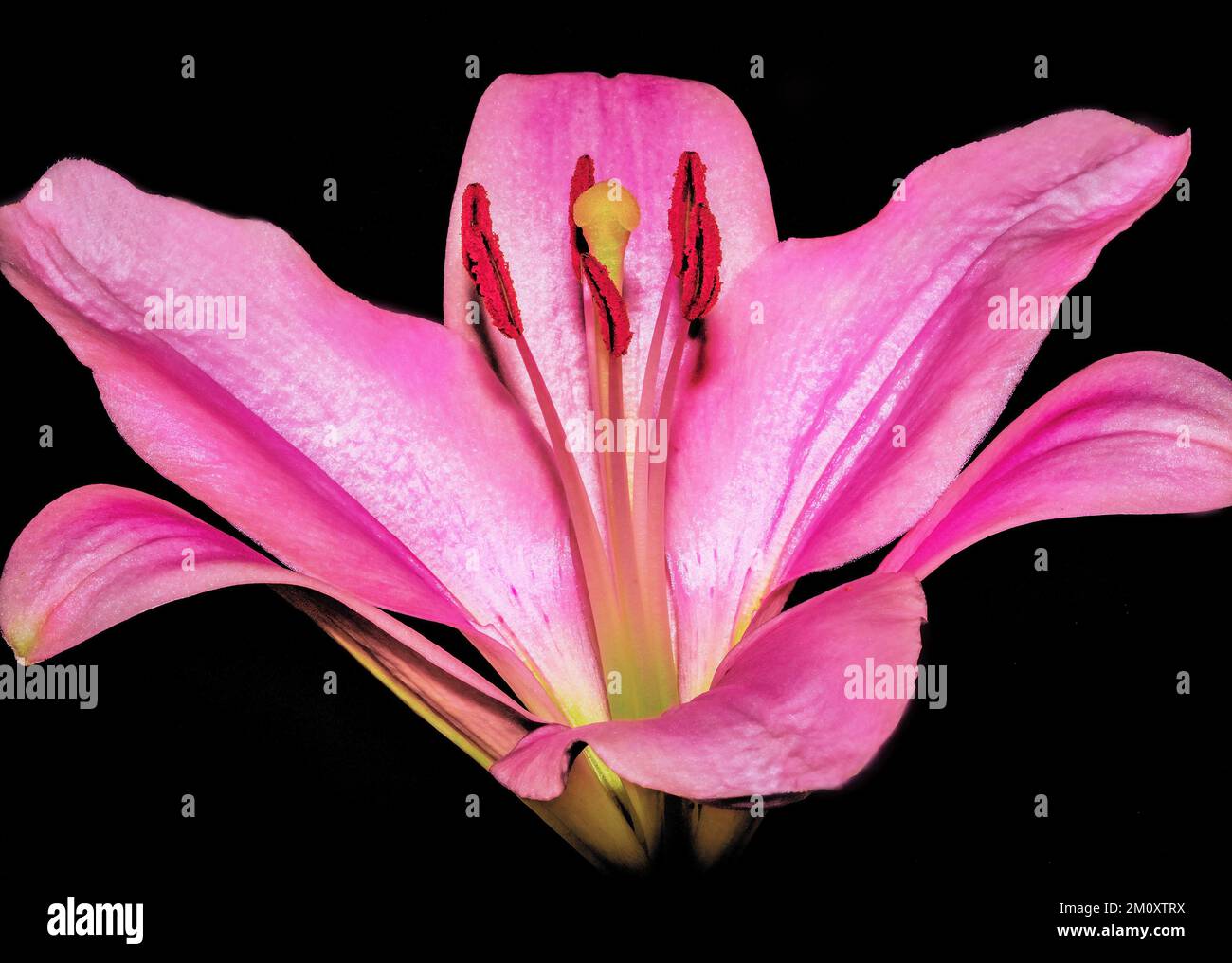 A closeup shot of a blooming bright pink lily on a black background ...