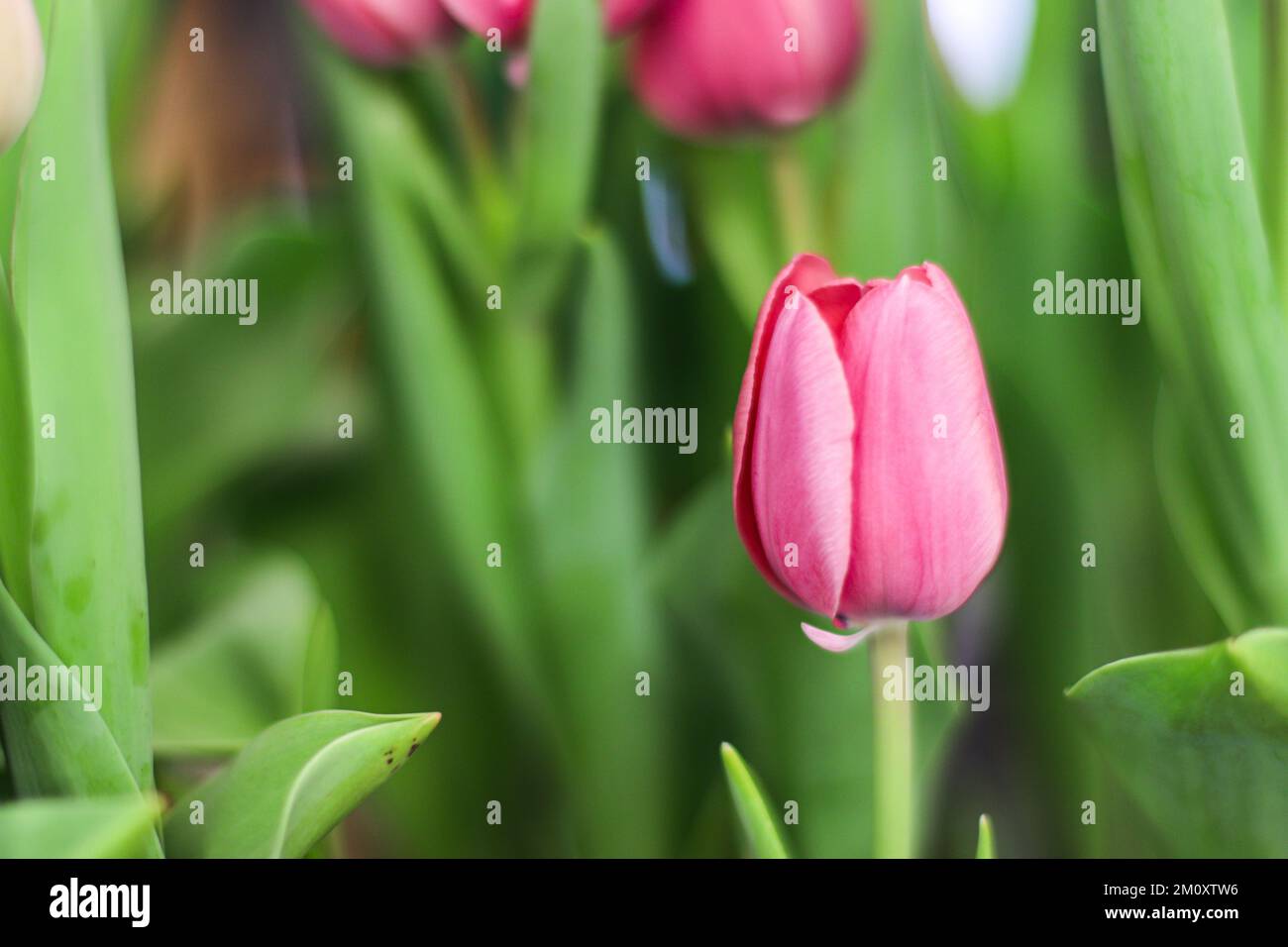 Macro Shot of pink tulip Stock Photo - Alamy