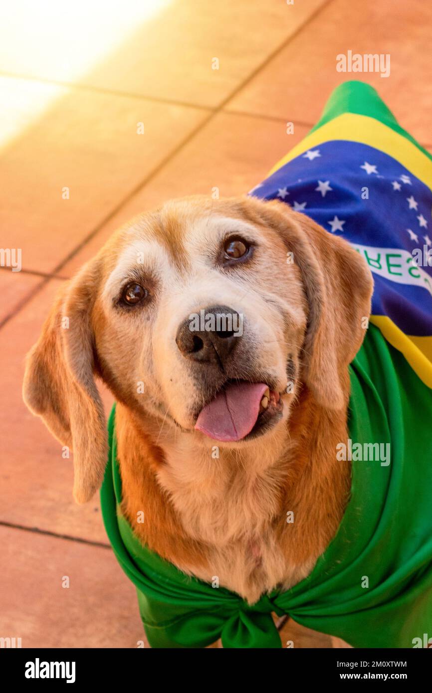 Dog With Brazil Flag at Garden. Cute Beagle With Yellow Glasses and ...