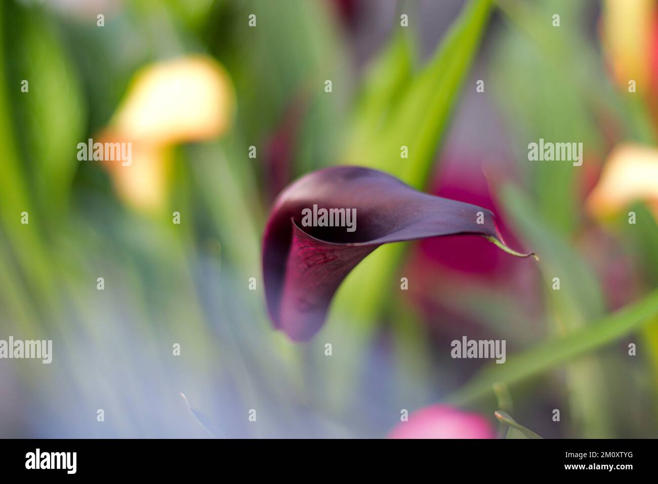 Close up shot water lily hi-res stock photography and images - Alamy