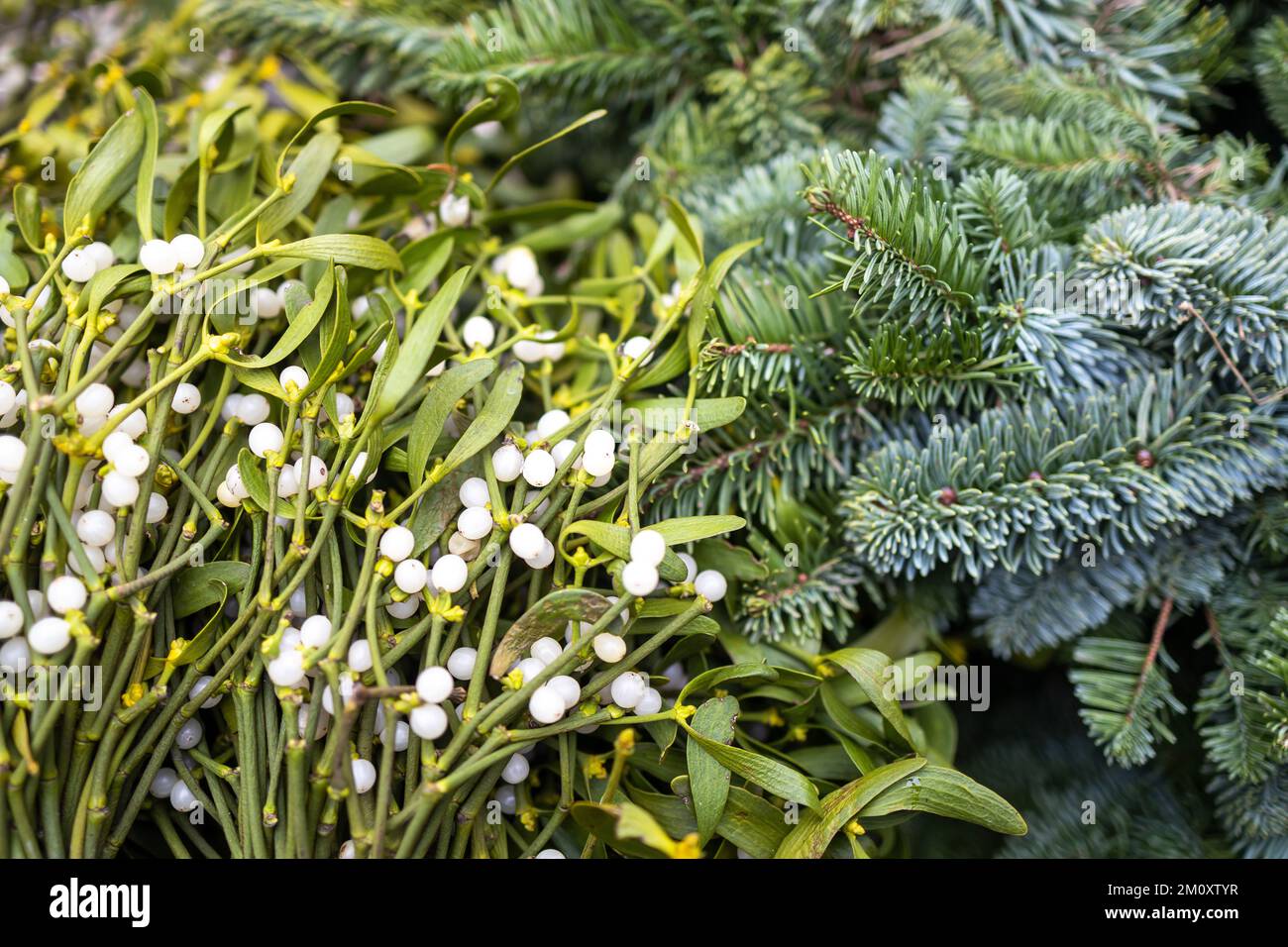 Mistletoe berries (Viscum album) with fir branches for sale for ...