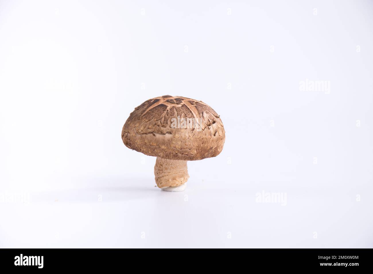 One Ripe Mushroom Closeup White Background Stock Photo - Alamy
