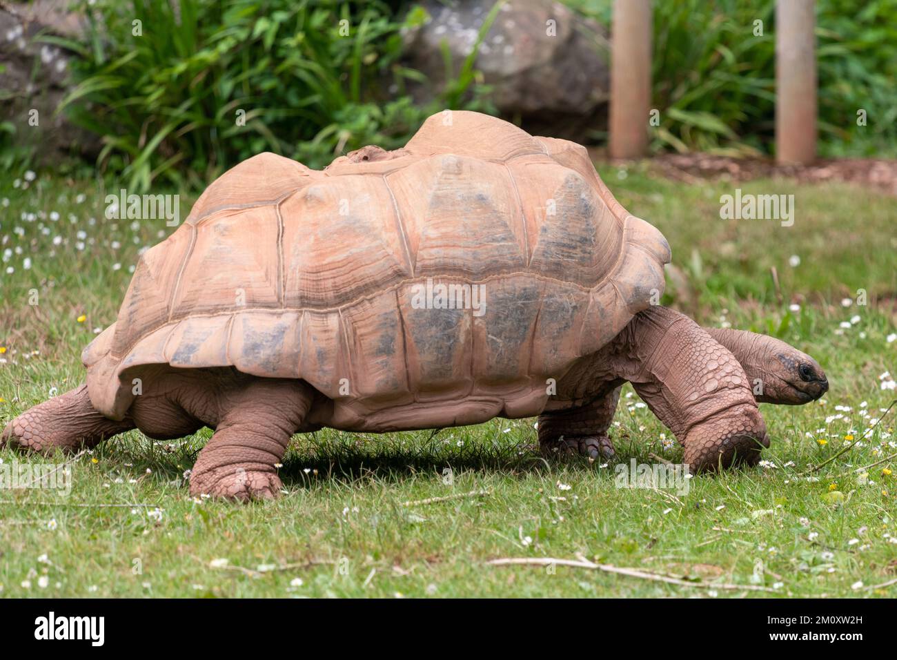 Portrait of an Aldabra giant tortoise (Aldabrachelys gigantea) in a zoo ...