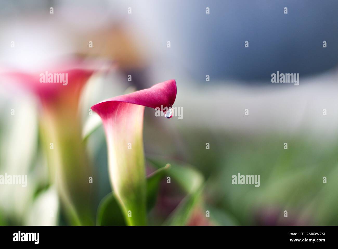 Green yellow pink calla hi-res stock photography and images - Alamy