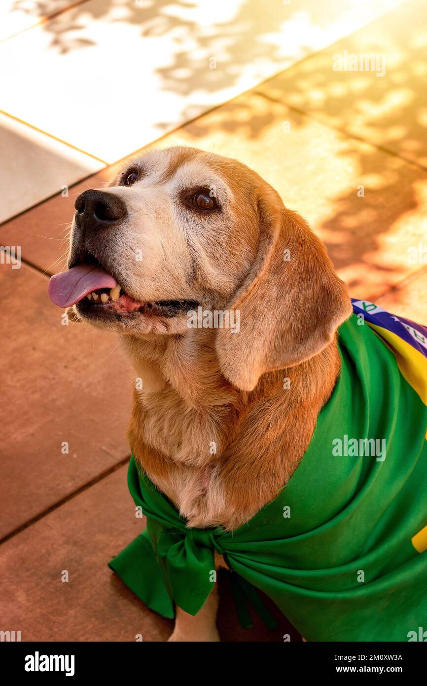 Dog With Brazil Flag at Garden. Cute Beagle With Yellow Glasses and ...