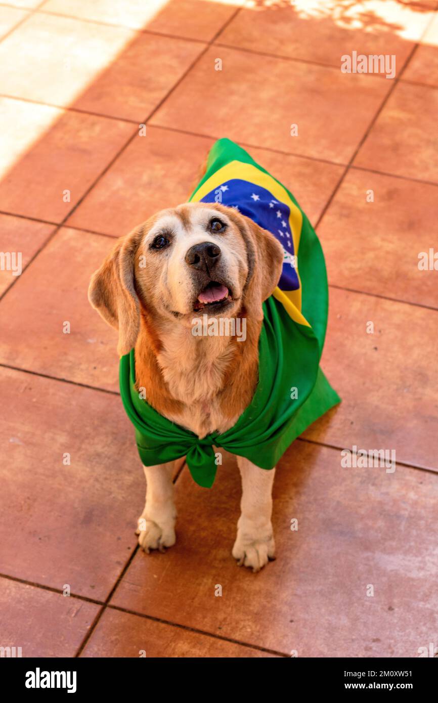 Dog With Brazil Flag at Garden. Cute Beagle With Yellow Glasses and ...