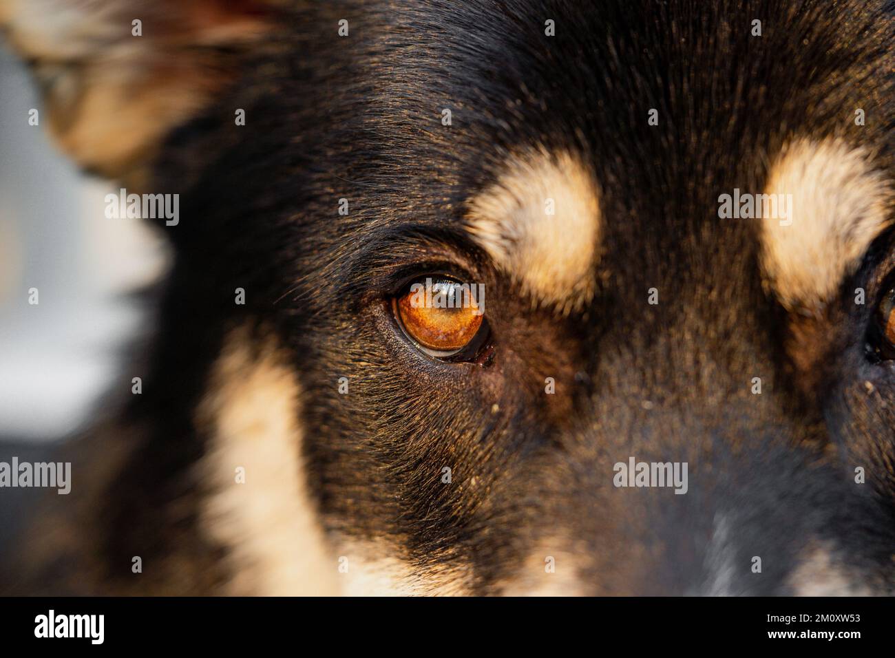 A close up of a black husky dog eye Stock Photo - Alamy