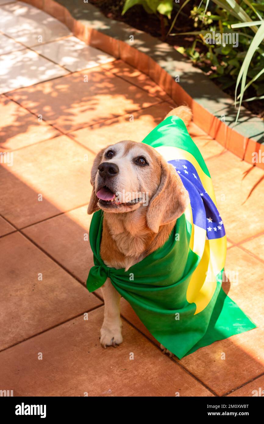 Dog With Brazil Flag at Garden. Cute Beagle With Yellow Glasses and ...