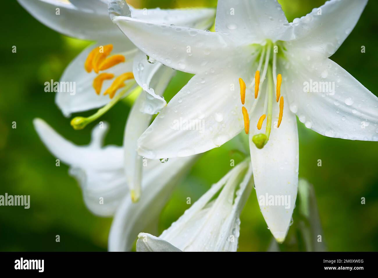 A beautiful close-up of a Snow-white lily ( Lilium candidum) with ...