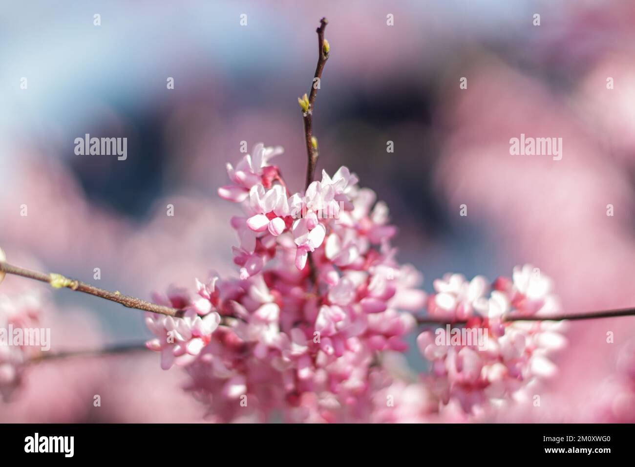Cherry tree flower blooms hi-res stock photography and images - Alamy
