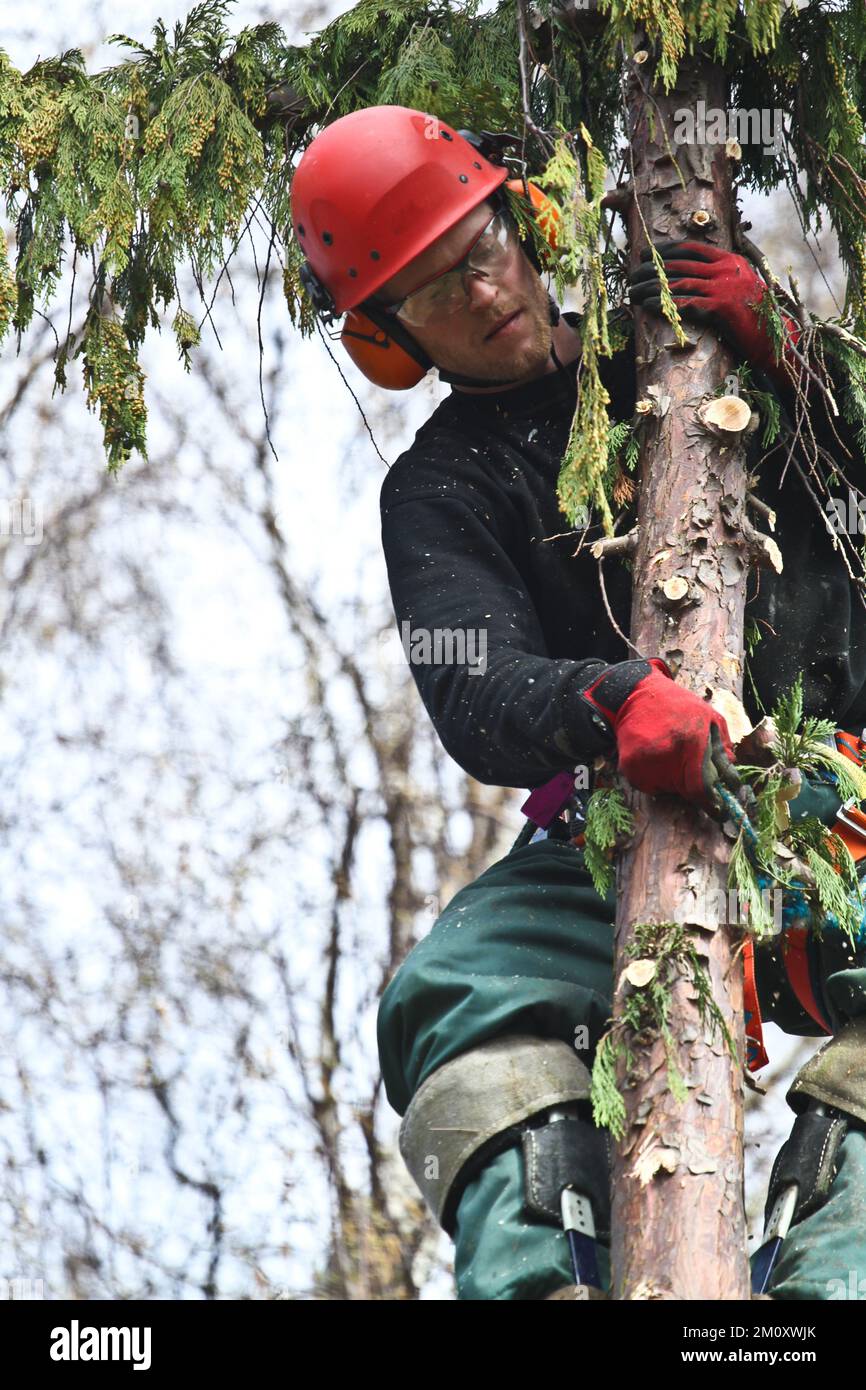 Woodcutter in action in denmark Stock Photo - Alamy