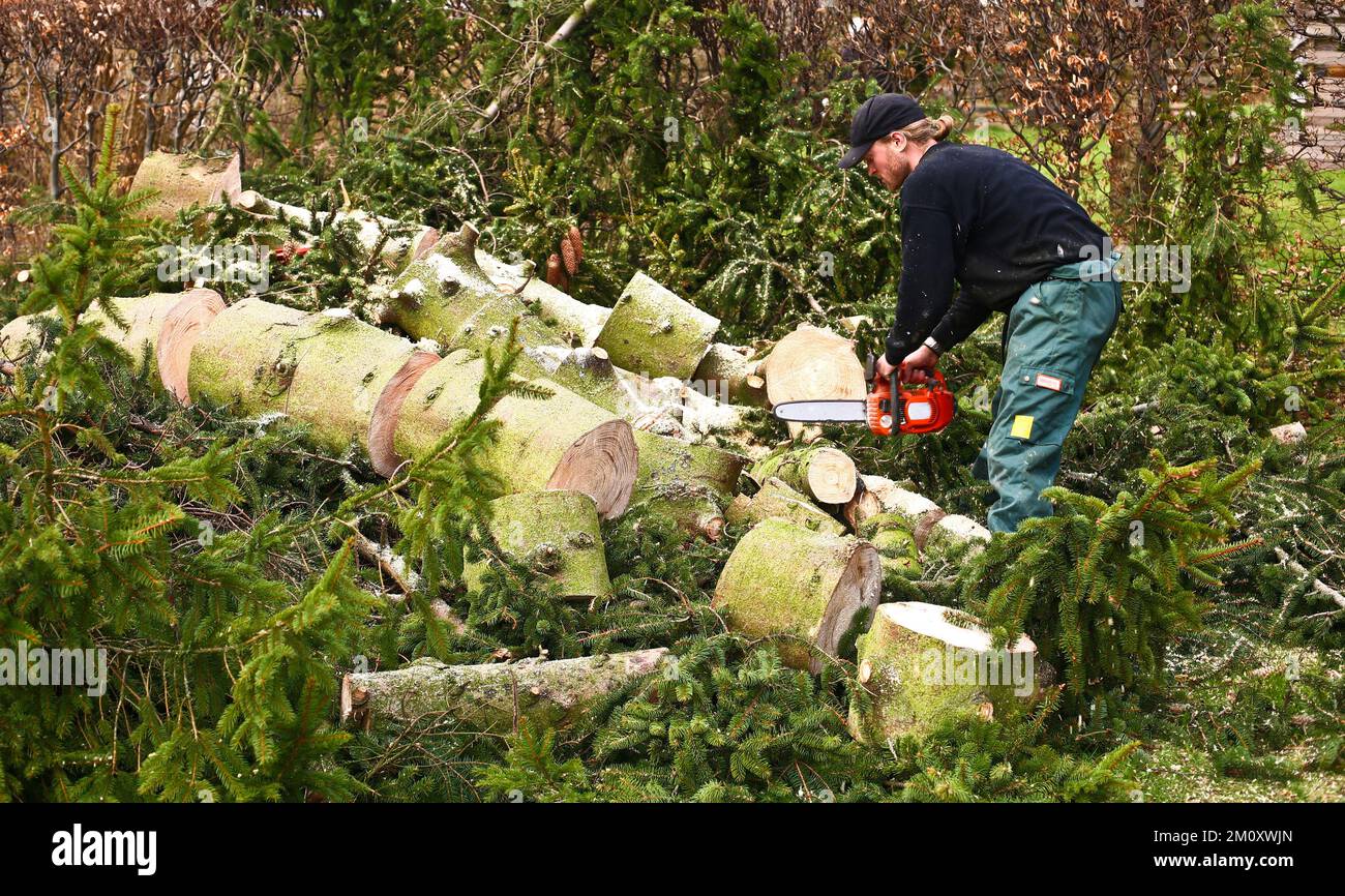 Woodcutter in action in denmark Stock Photo - Alamy