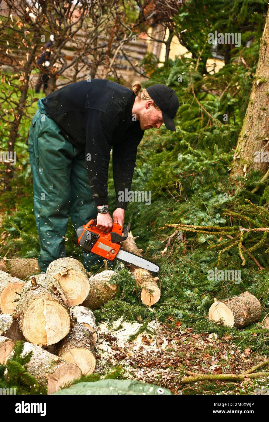 Woodcutter in action in denmark Stock Photo - Alamy