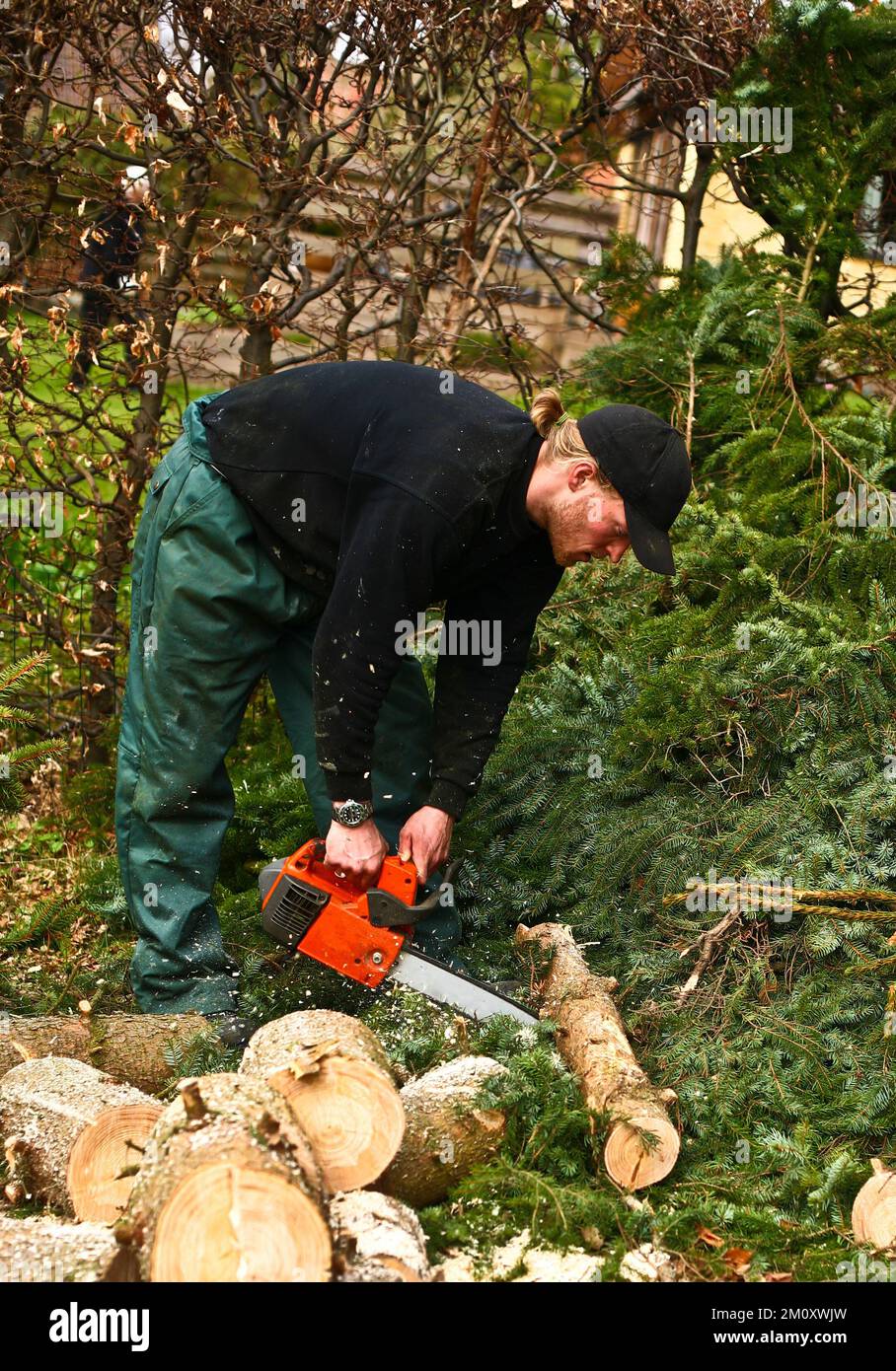 Woodcutter in action in denmark Stock Photo - Alamy