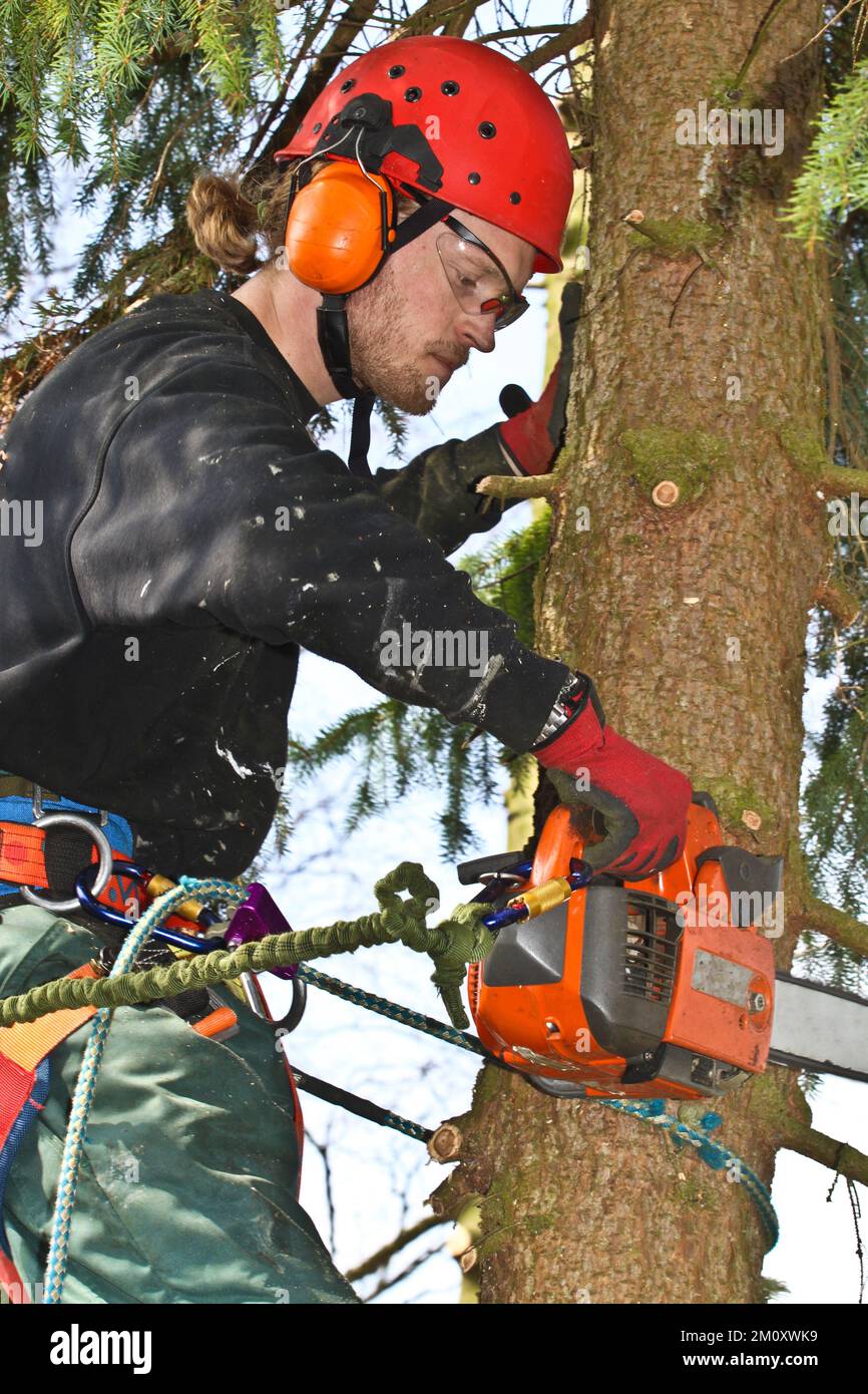 Woodcutter in action in denmark Stock Photo - Alamy
