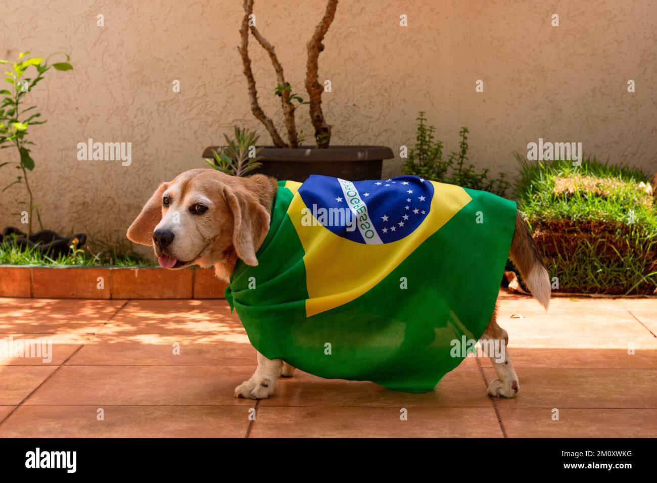 Dog With Brazil Flag at Garden. Cute Beagle With Yellow Glasses and ...