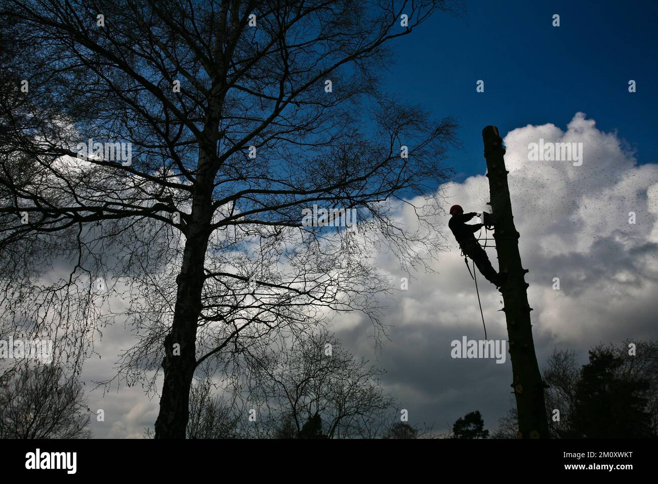 Woodcutter in action in denmark Stock Photo - Alamy