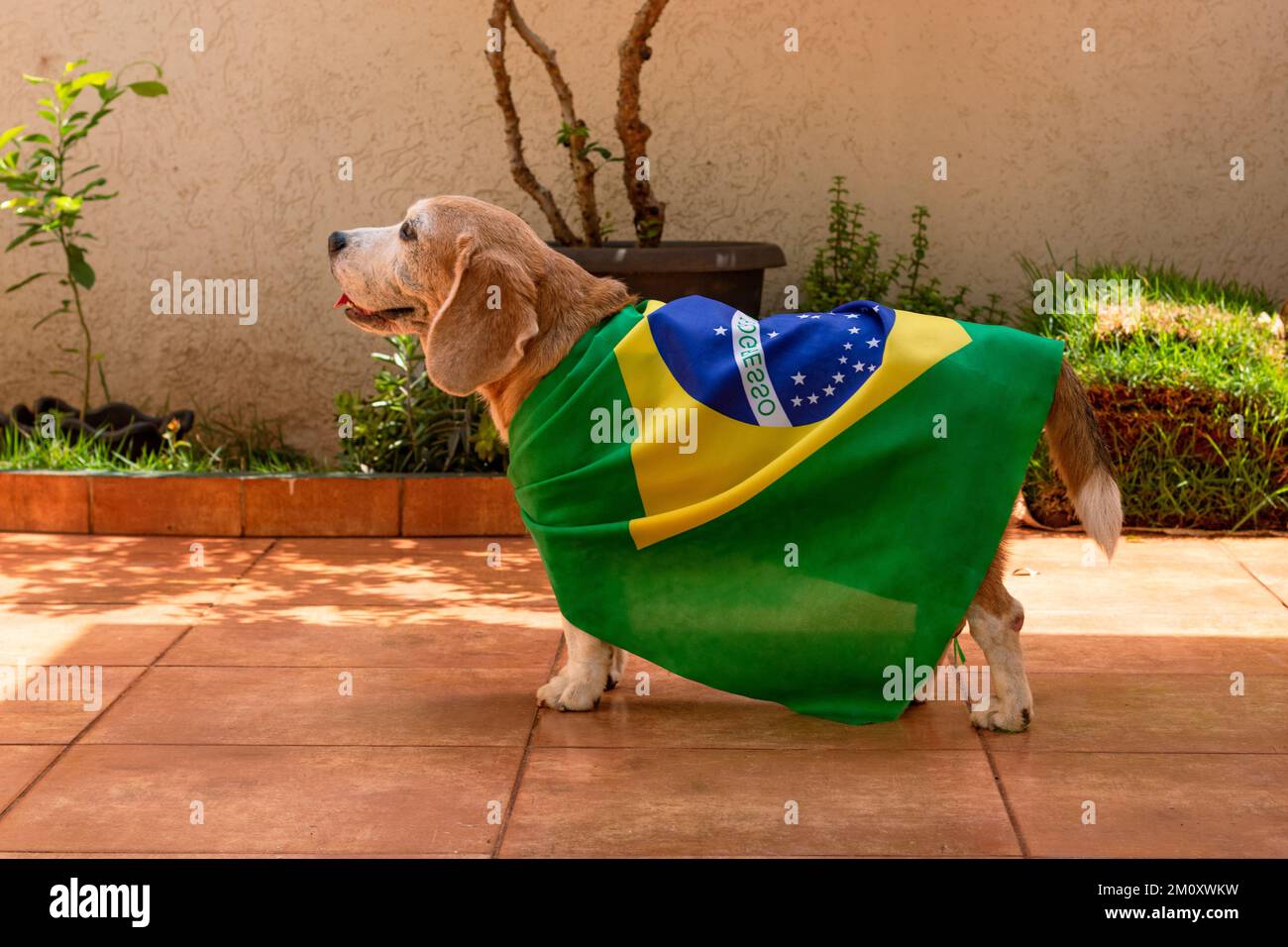 Dog With Brazil Flag at Garden. Cute Beagle With Yellow Glasses and ...