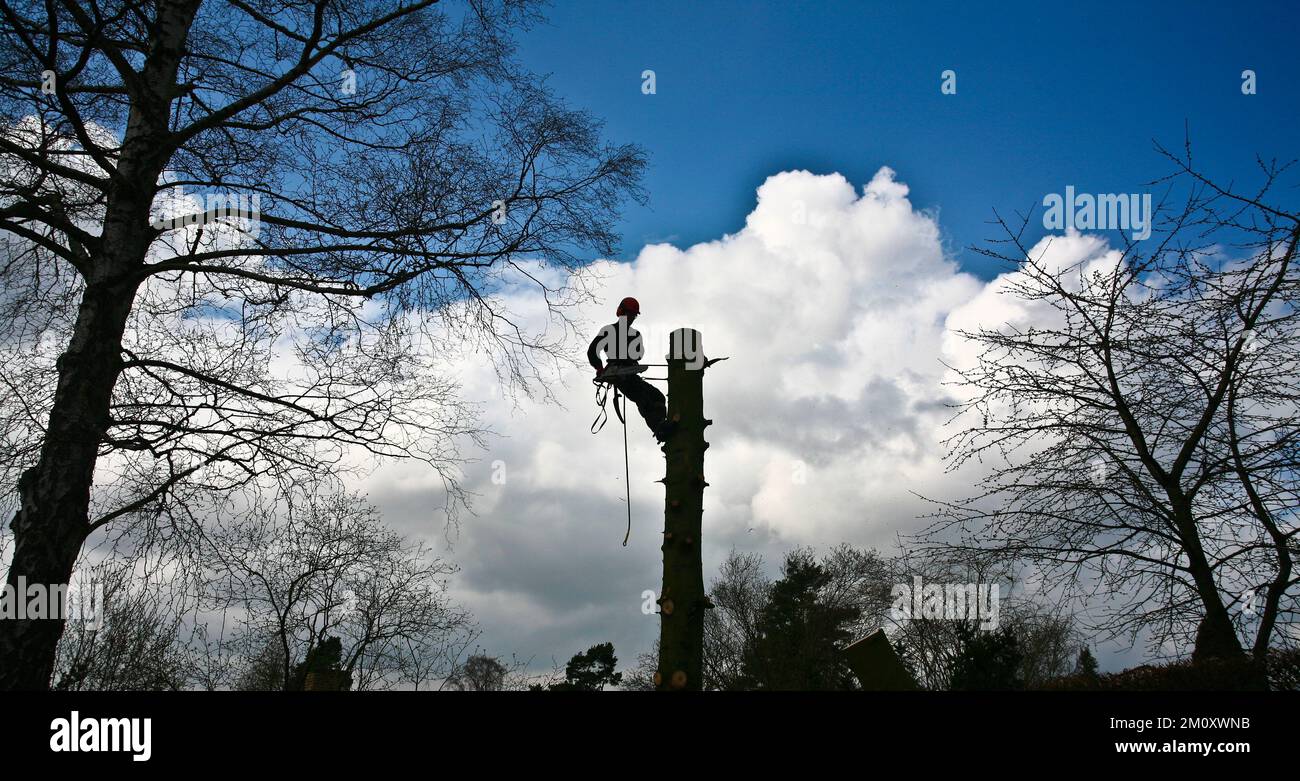 Woodcutter in action in denmark Stock Photo - Alamy