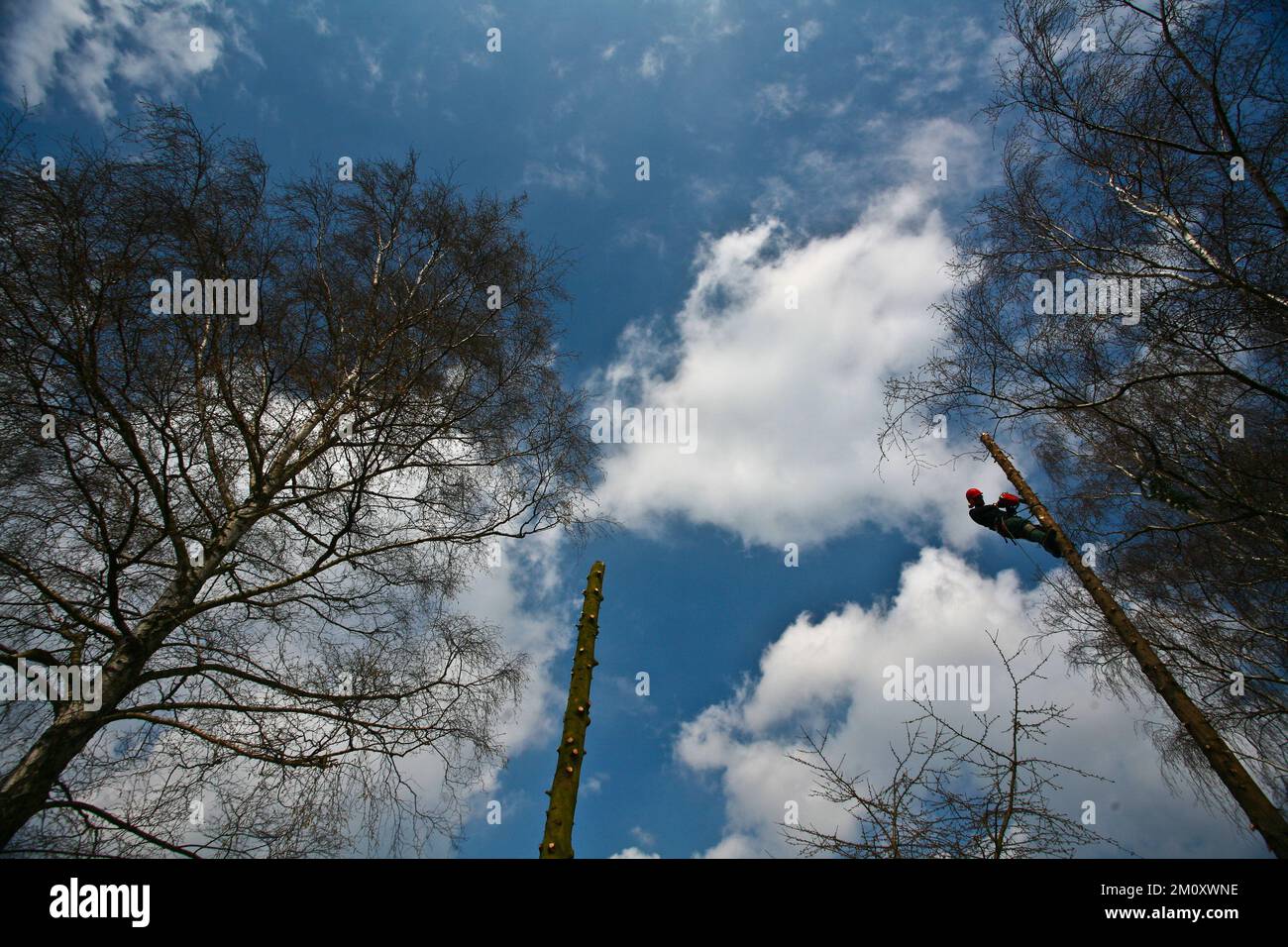 Woodcutter in action in denmark Stock Photo - Alamy