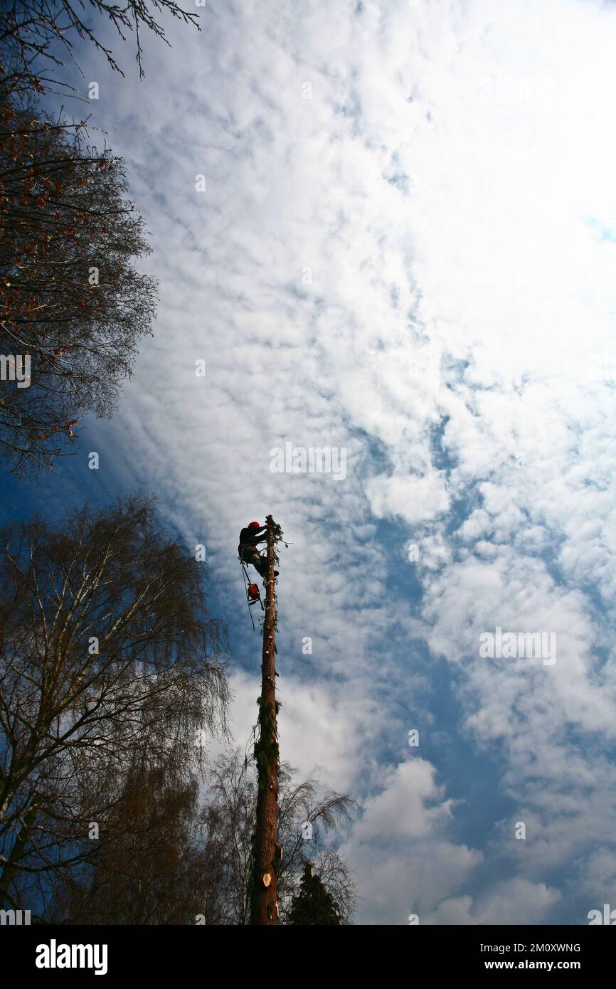 Woodcutter in action in denmark Stock Photo - Alamy
