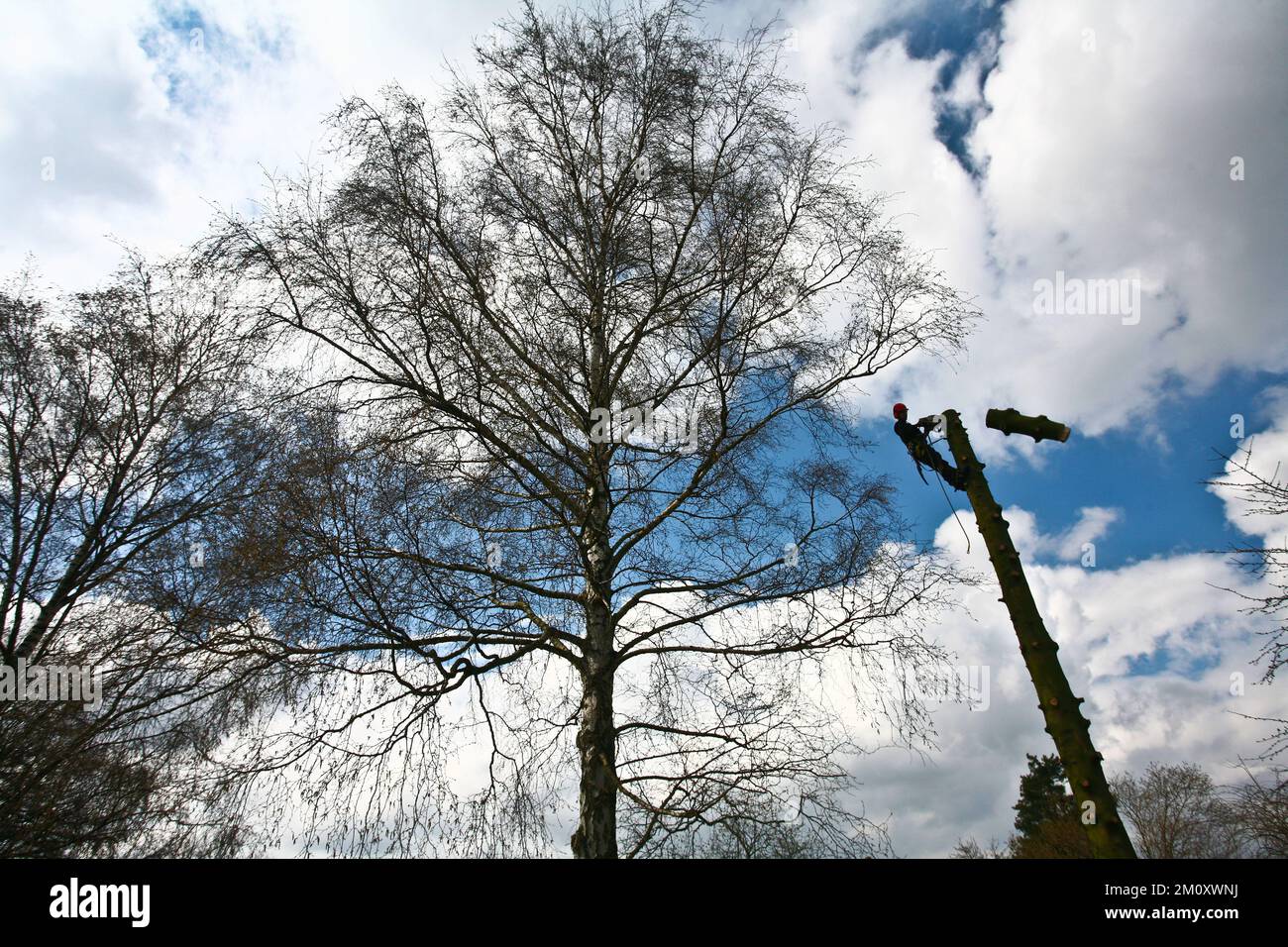 Woodcutter in action in denmark Stock Photo - Alamy