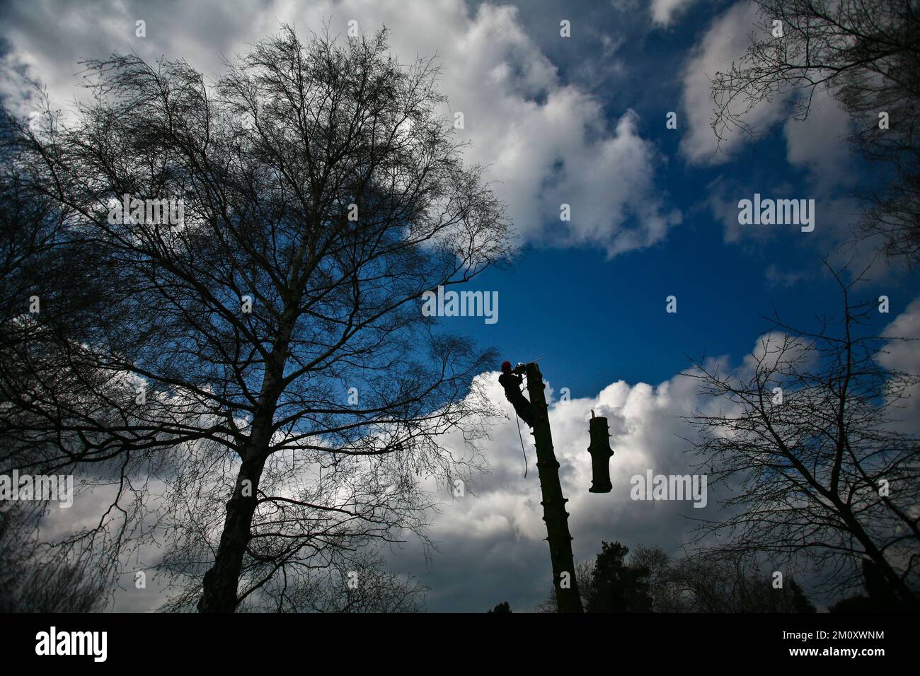 Woodcutter in action in denmark Stock Photo - Alamy