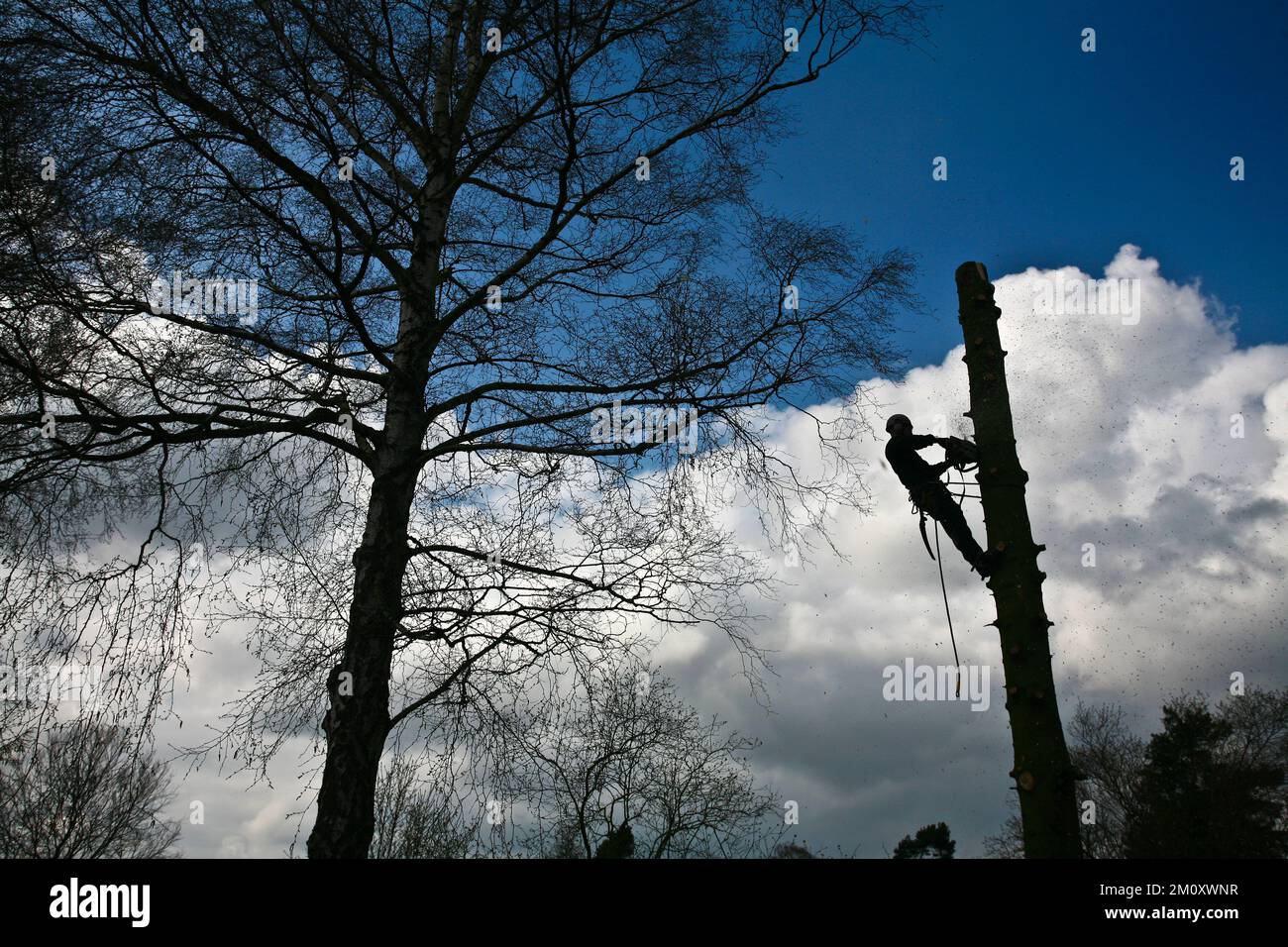 Woodcutter in action in denmark Stock Photo - Alamy