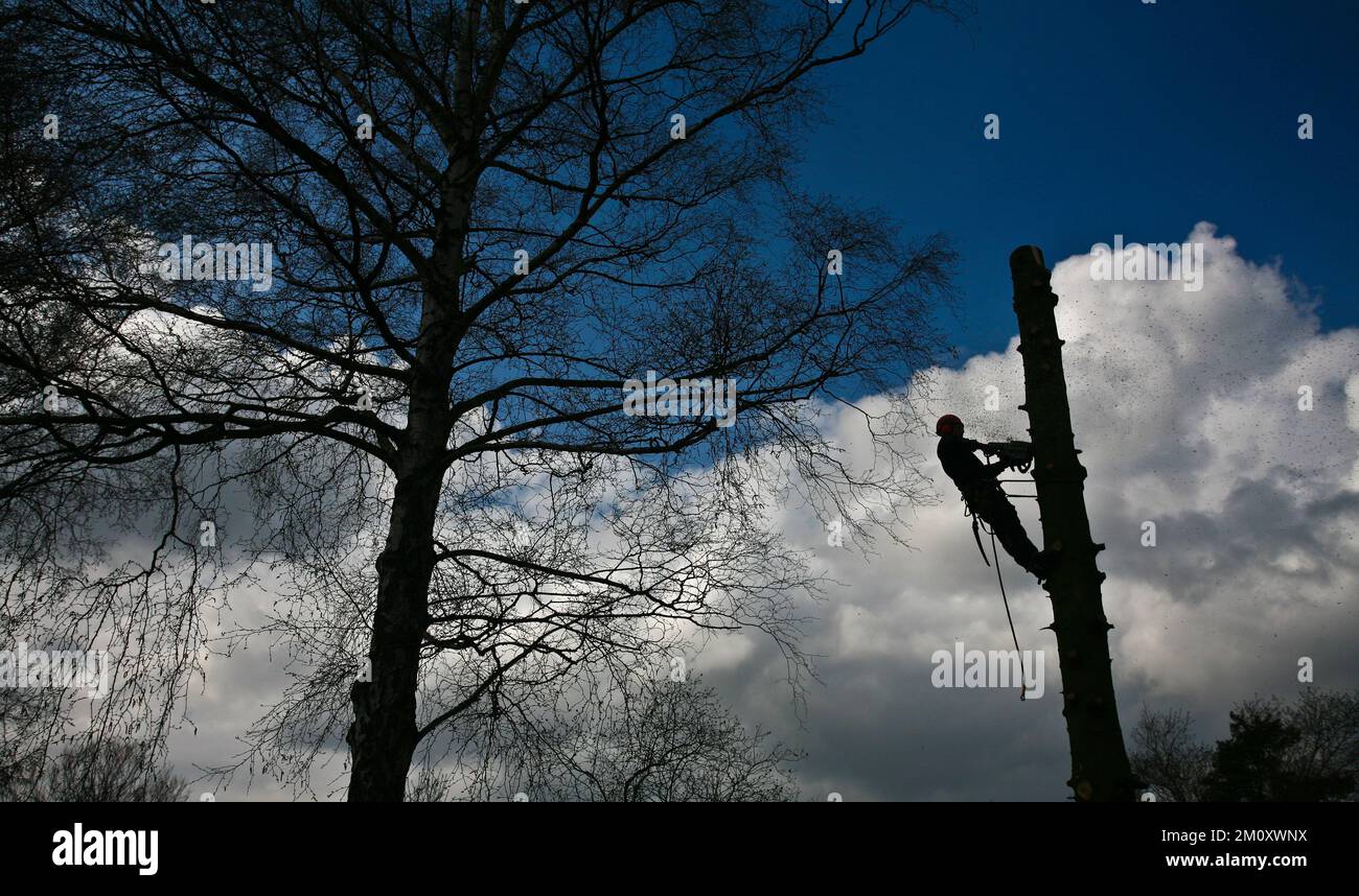 Woodcutter in action in denmark Stock Photo - Alamy